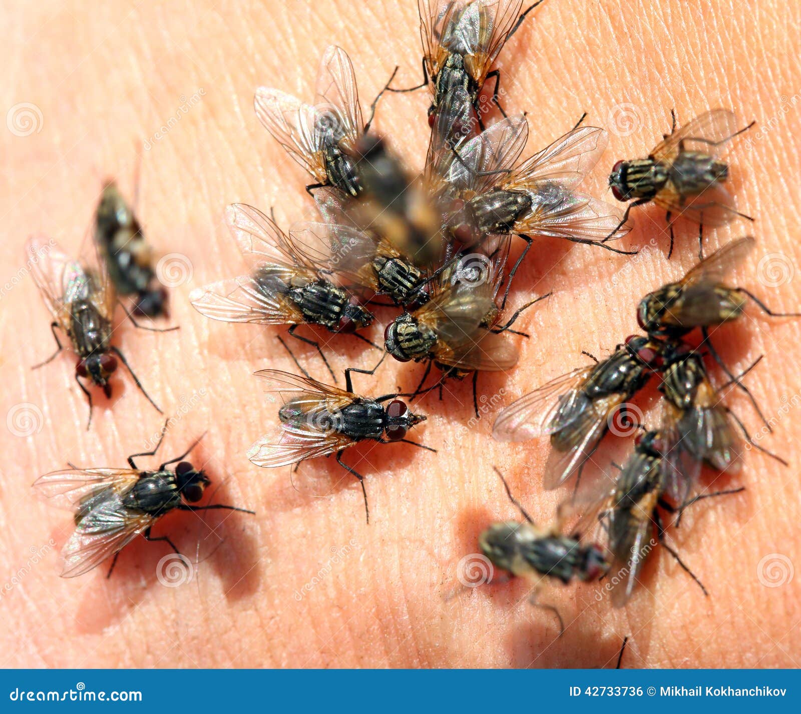 Lots of Flies on Skin - Macro Shot Stock Photo - Image of sitting ...