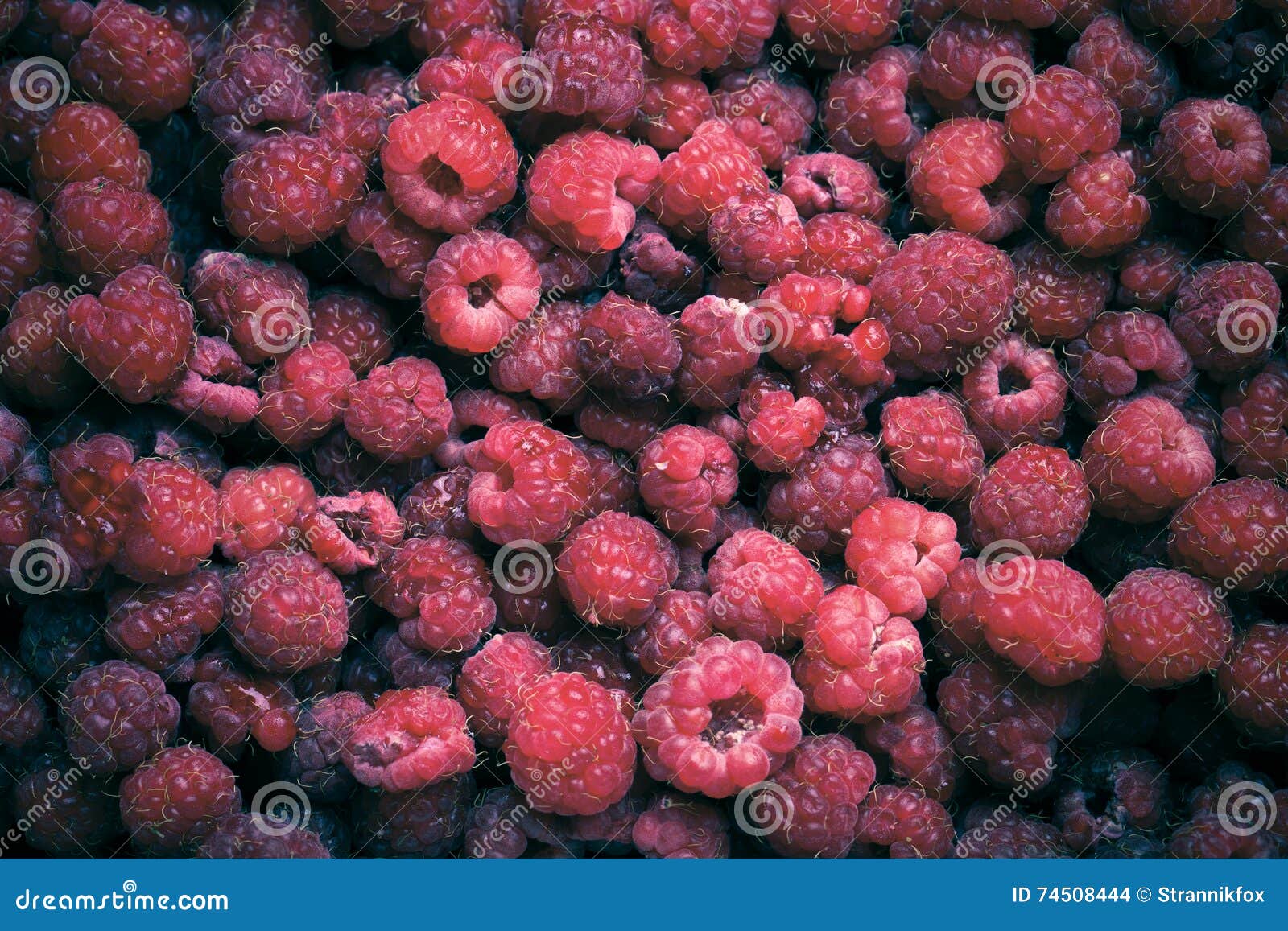 Lots of Fresh Bright Red Raspberries. Toned Stock Photo - Image of ...