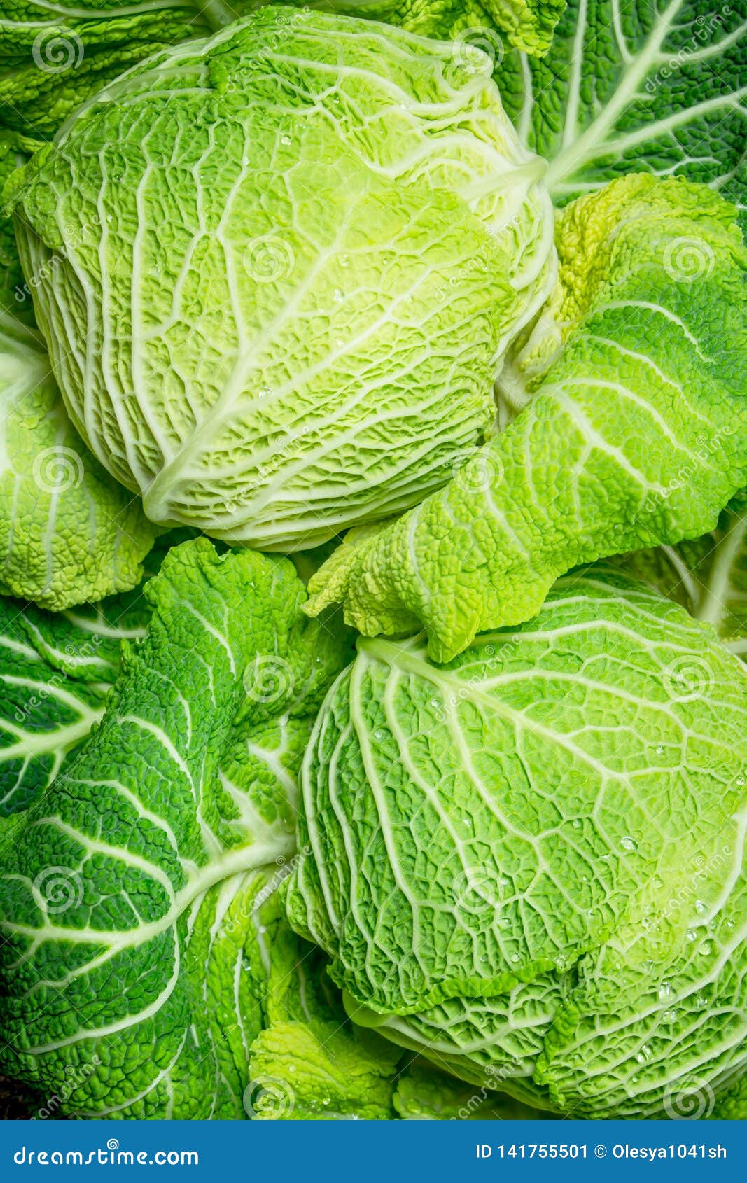 Lots of fresh cabbage stock image. Image of texture - 141755501