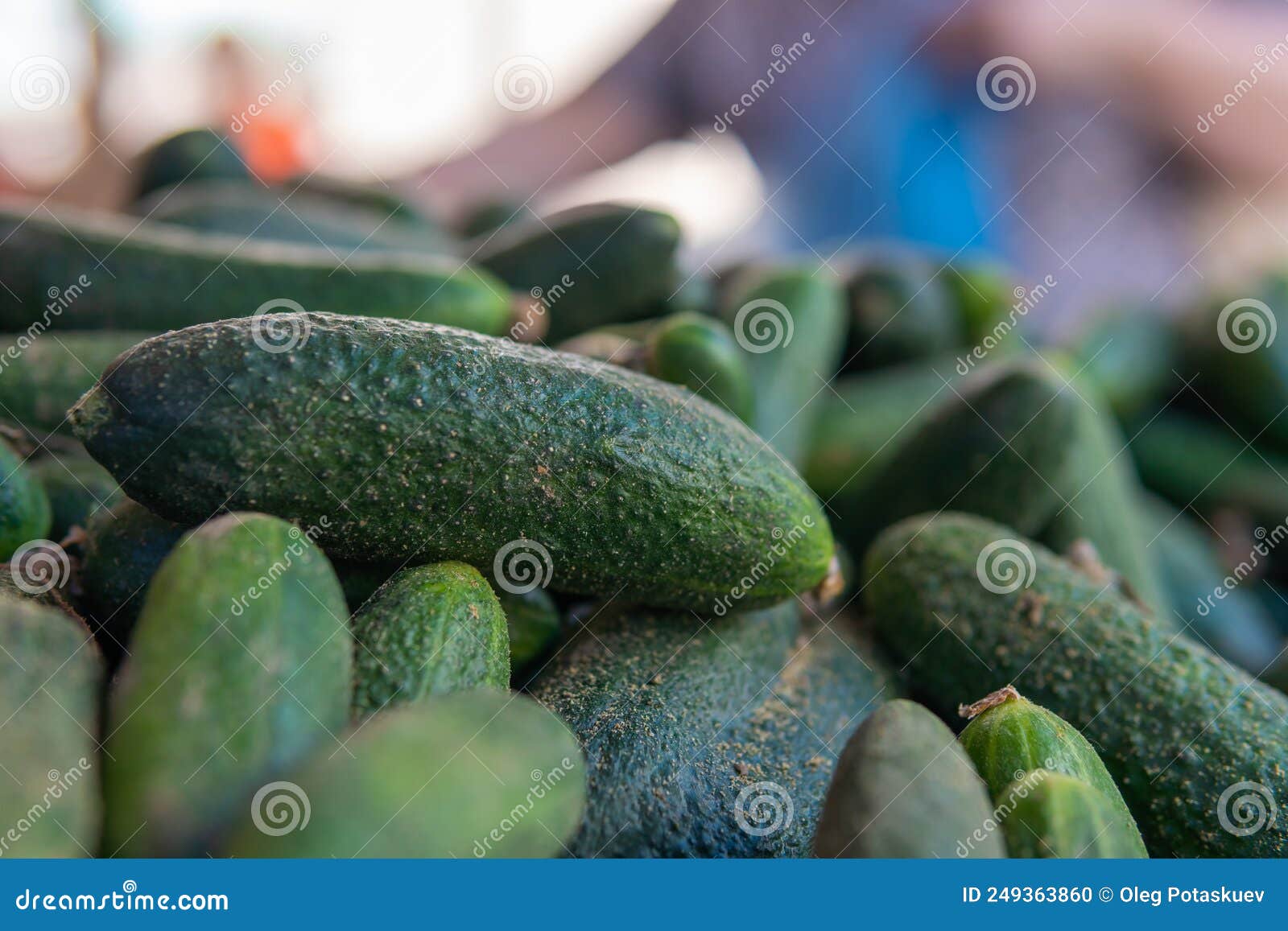 Lots of Fresh Cucumbers Sold in the Market Stock Photo - Image of ...