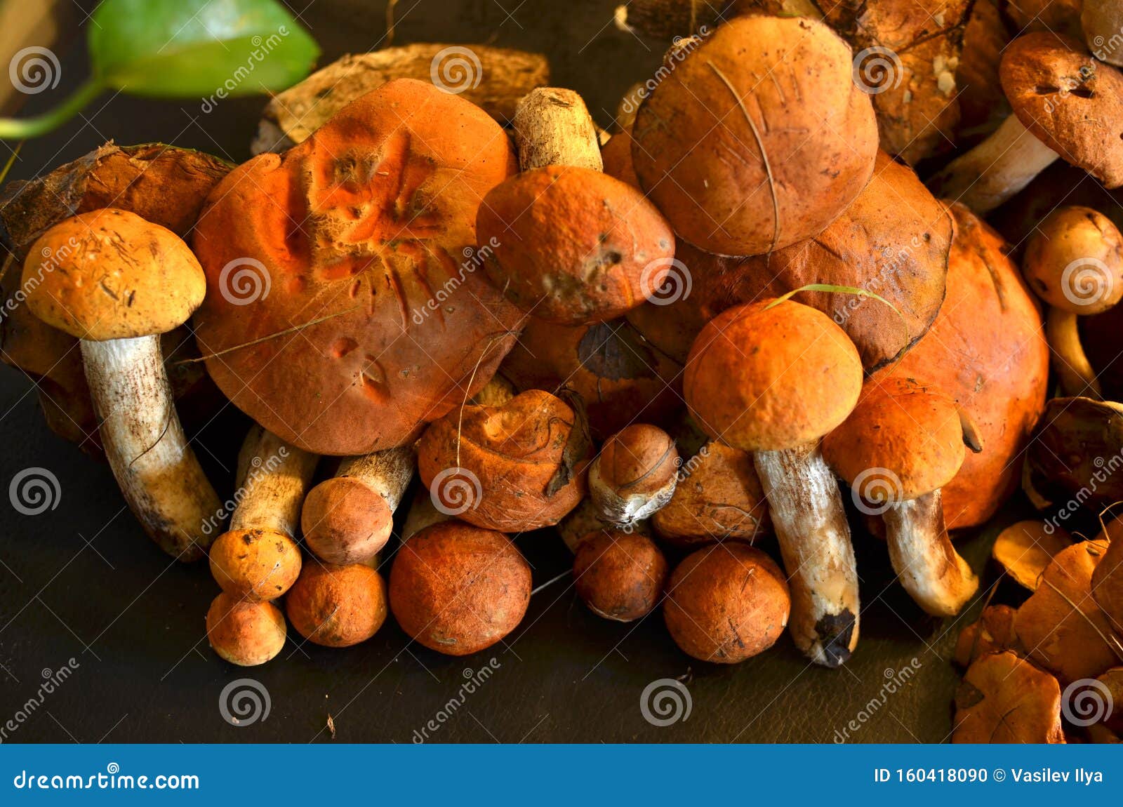 Lots of Fresh Mushrooms Close-up. Stock Photo - Image of ecology ...