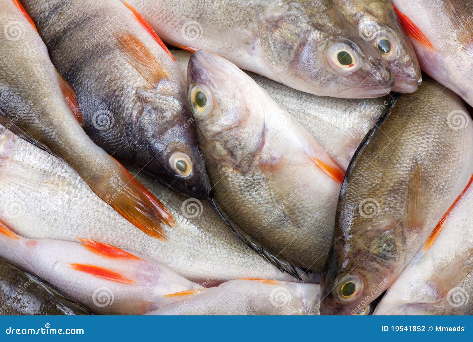Lots of fresh perch stock photo. Image of protein, nature - 19541852