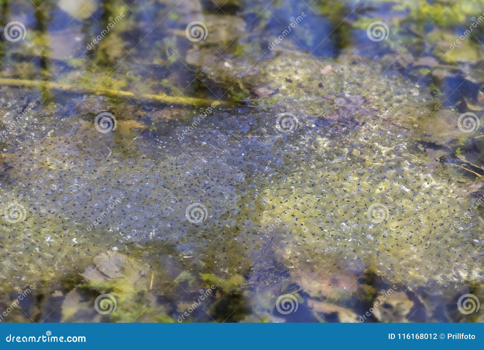 Clusters of frog spawn stock photo. Image of animal - 116168012