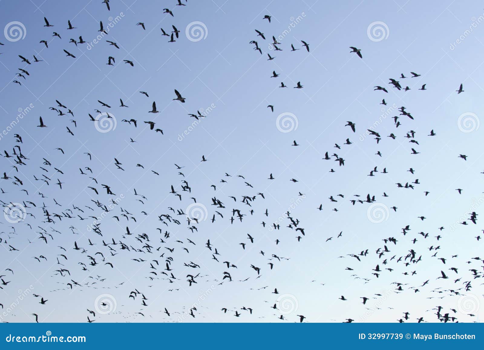 Lots of geese in the air stock image. Image of bird, birds - 32997739