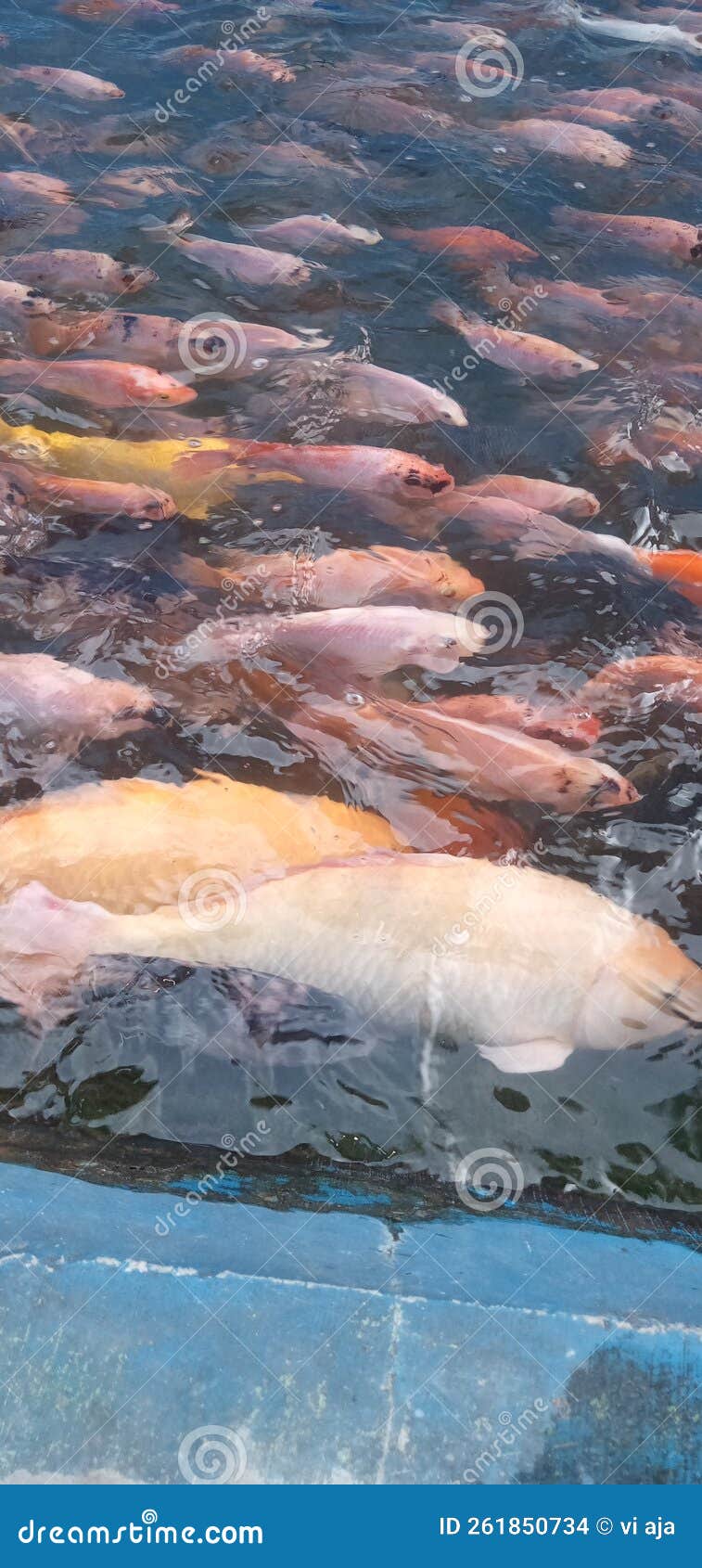 Lots of Goldfish in the Fish Pond Stock Photo - Image of pond, produce ...