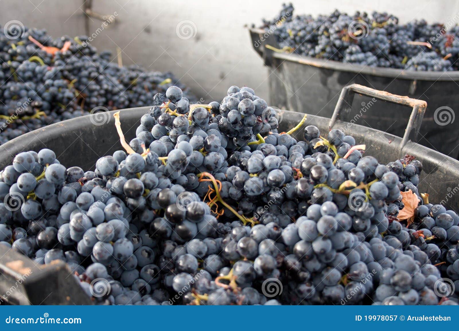 Lots of Grapes in the Vineyard Stock Image - Image of farmers, worker ...