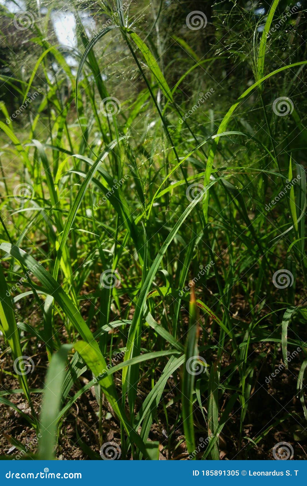 Lots of Grass in the Garden. Stock Image - Image of lots, crop: 185891305