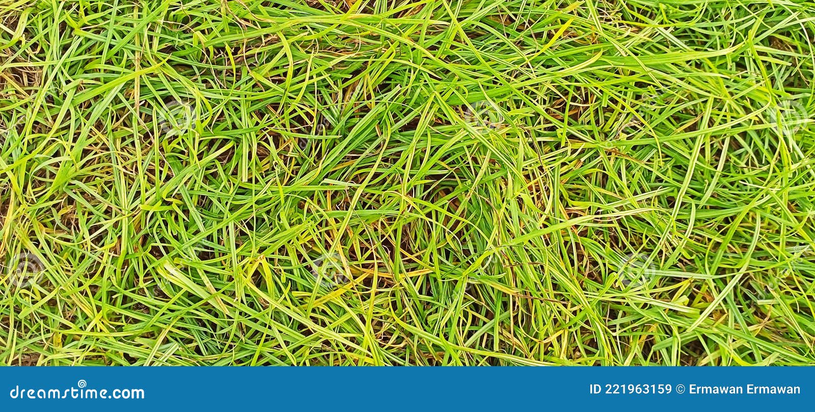 Lots of grass stock image. Image of weeds, lots, grass - 221963159