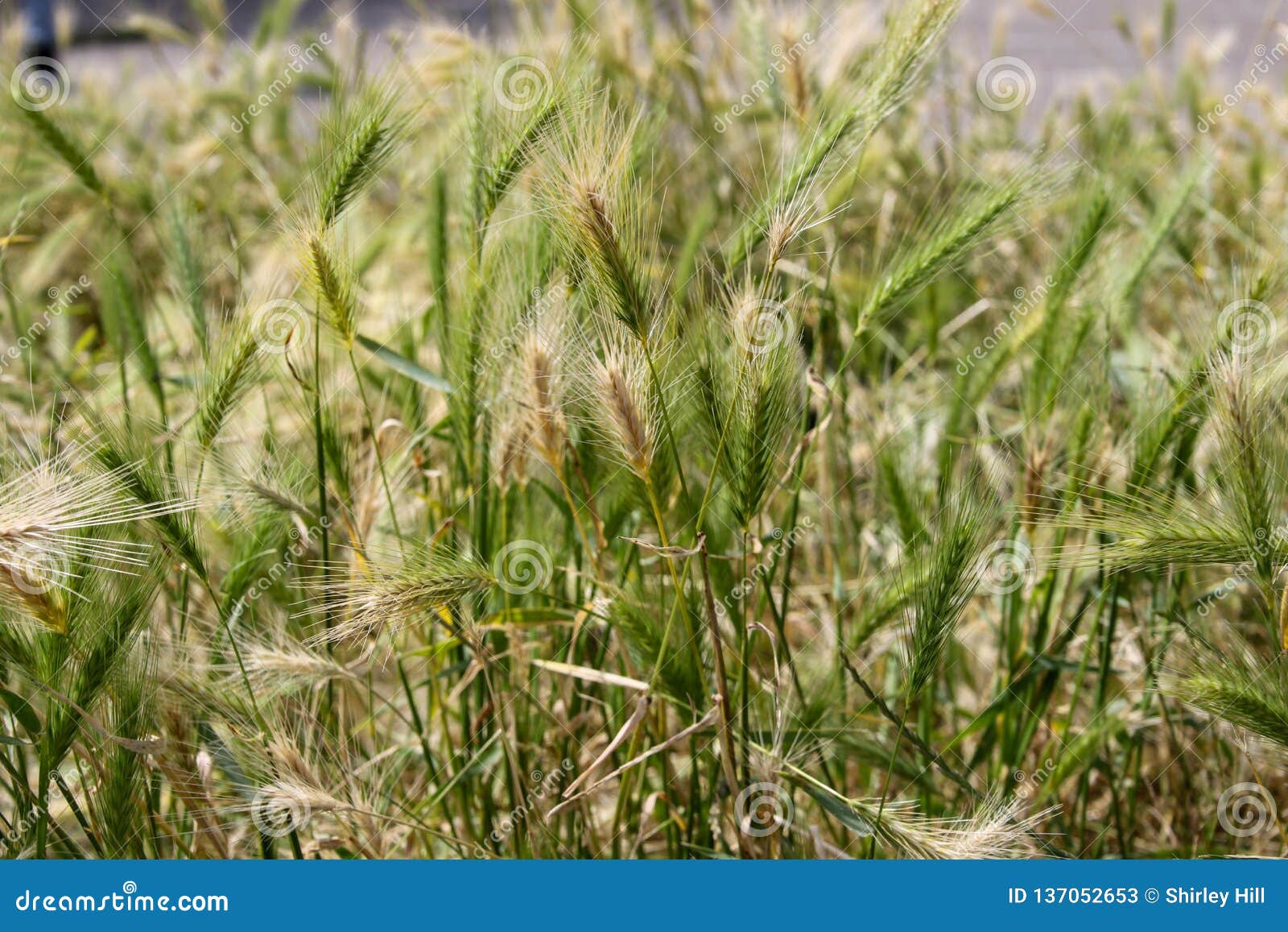Green fiber crops stock image. Image of green, fiber - 137052653