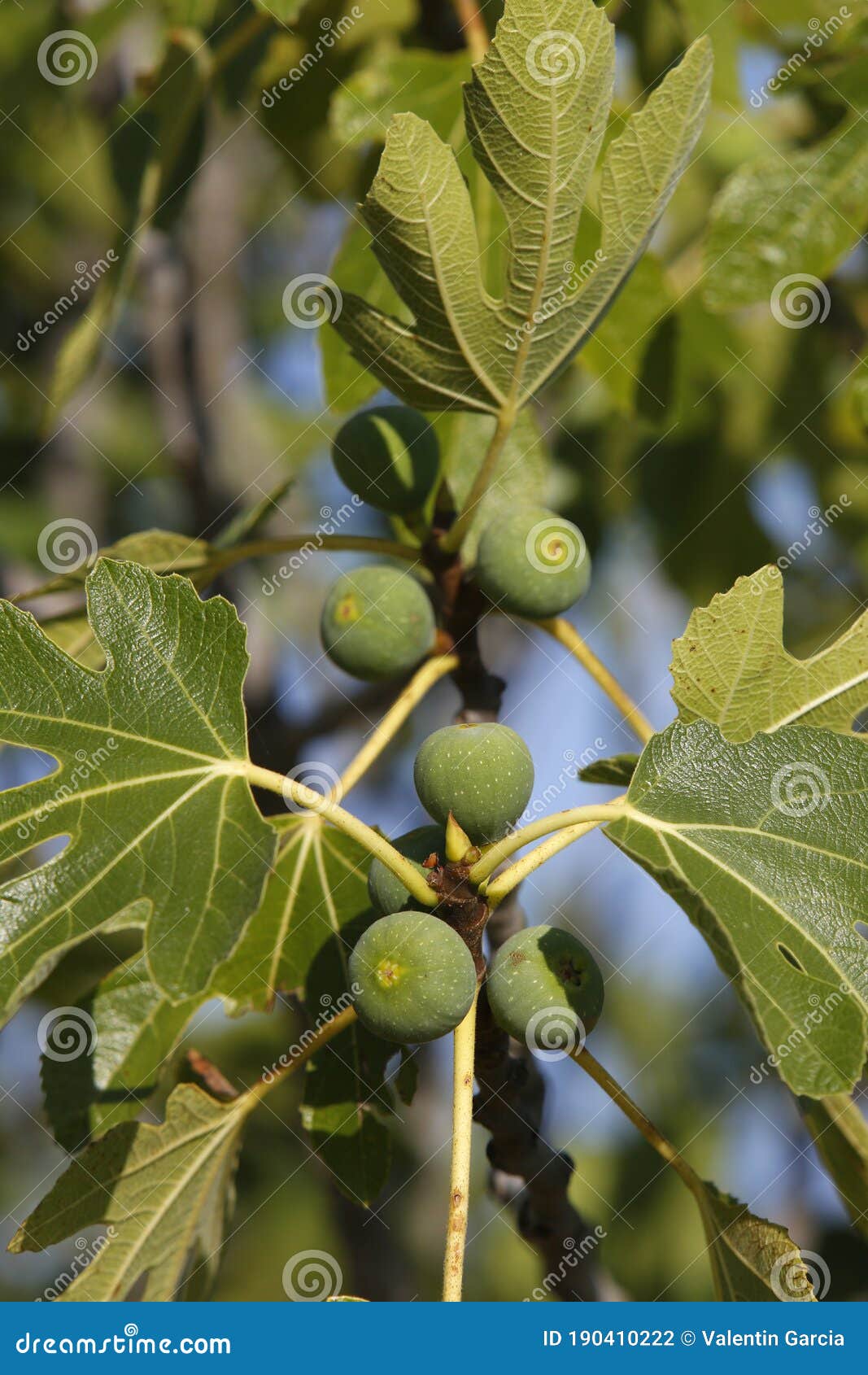 Lots of figs in a fig tree stock photo. Image of wholesome - 190410222
