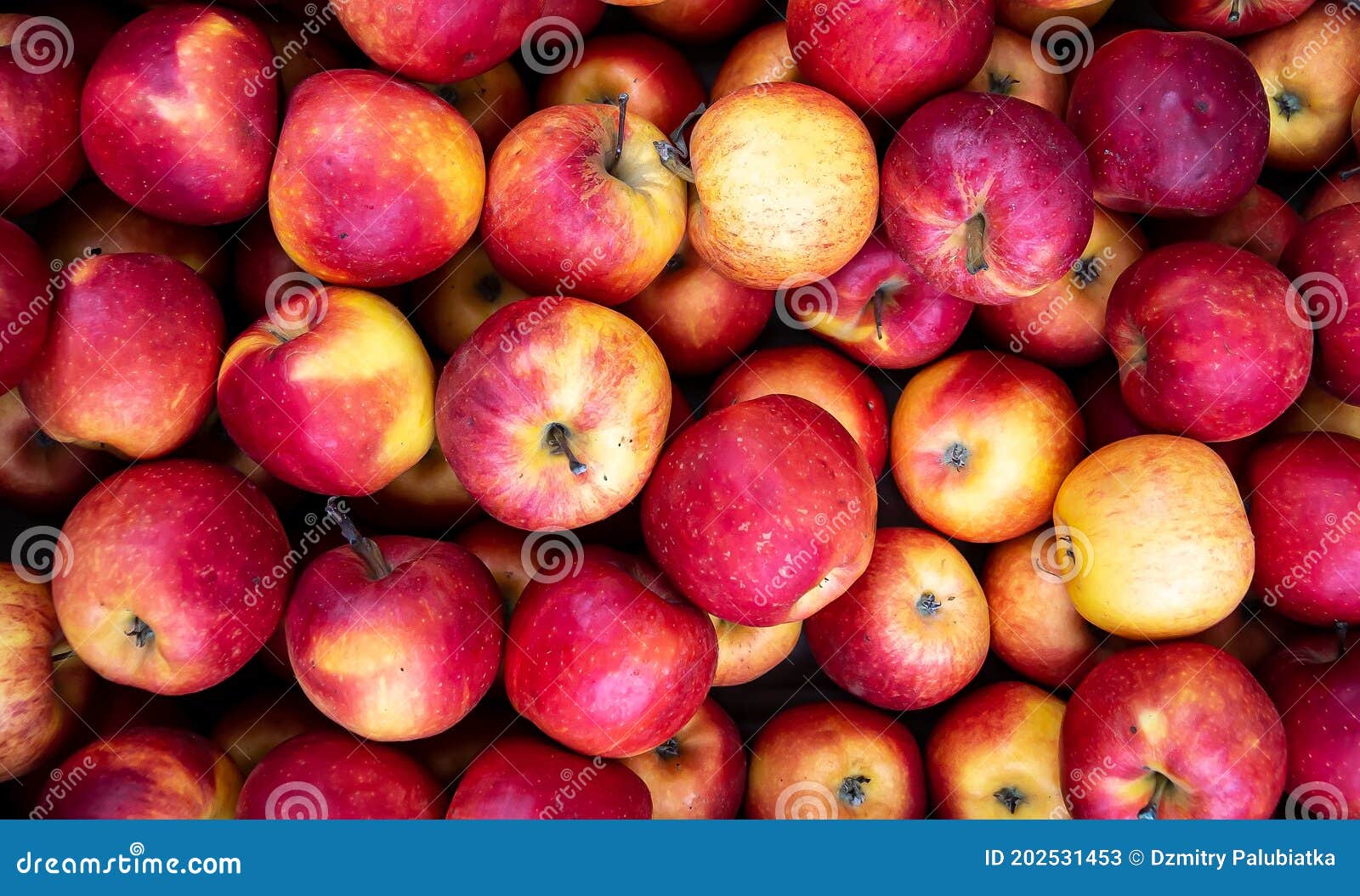 Lots of Green and Red Natural Apples in Boxes Stock Image - Image of ...