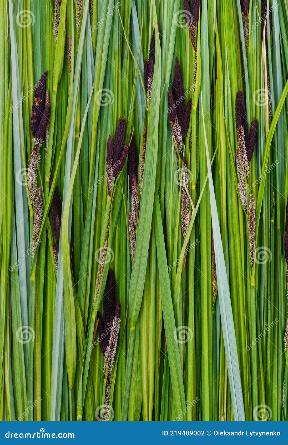 Lots of green sedge leaves stock photo. Image of organic - 219409002