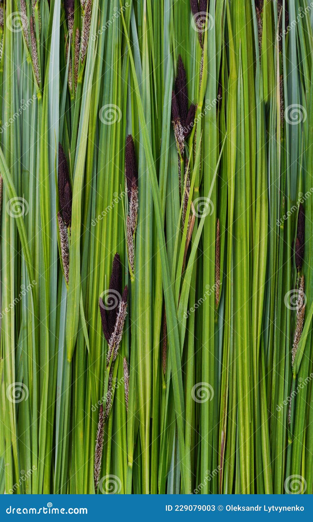 Lots of green sedge leaves stock image. Image of beauty - 229079003