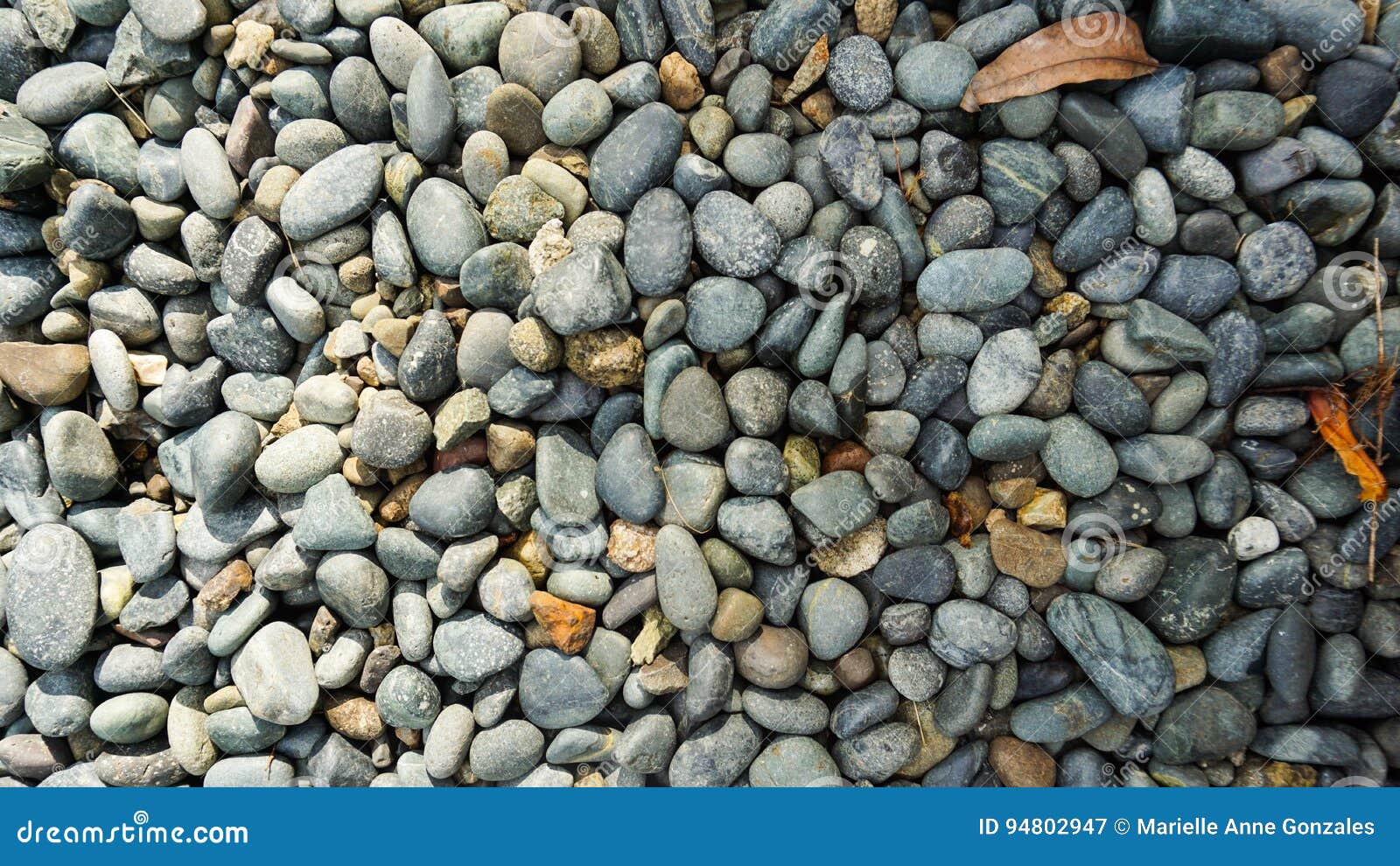 Lots of Grey, Black, White Pebble Stone Texture Background with Dried ...