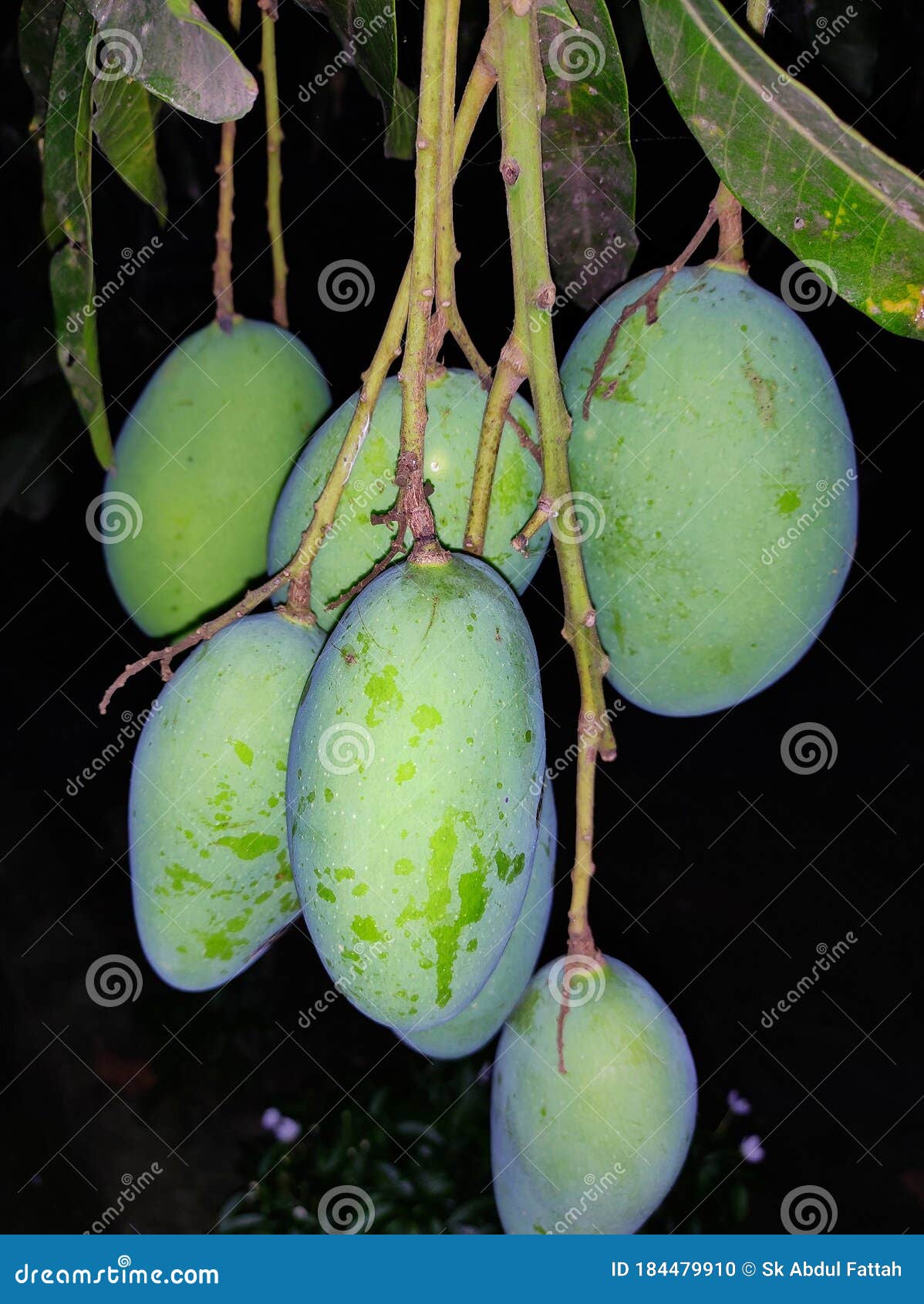 Lots of Hanging Mangoes on a Tree . Stock Photo - Image of mango ...
