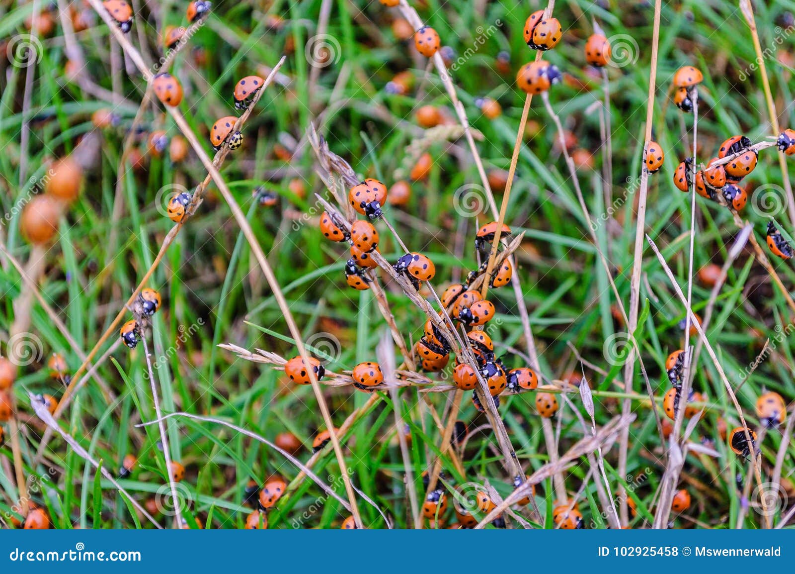 Lots of Ladybugs in the Grass Stock Photo - Image of beauty, flowers ...