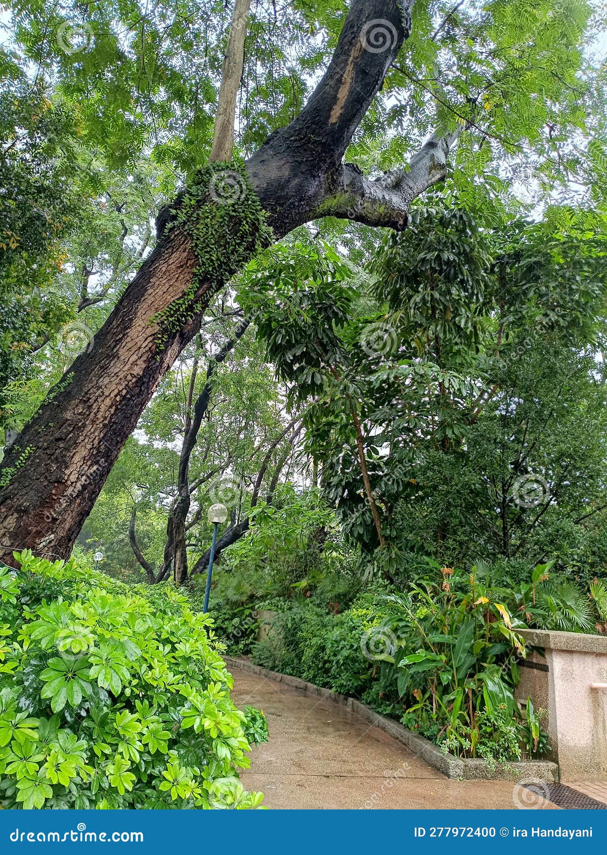 Lots of Leaves on a Big Tree with Sunlight Stock Photo - Image of ...
