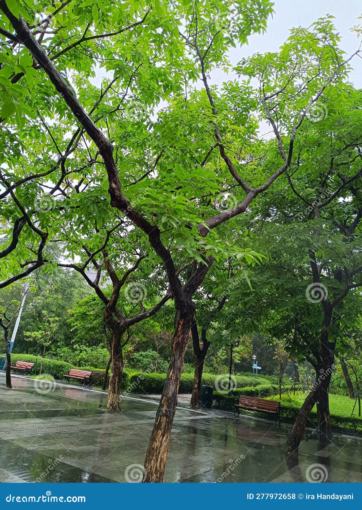 Lots of Leaves on a Big Tree with Sunlight Stock Photo - Image of ...