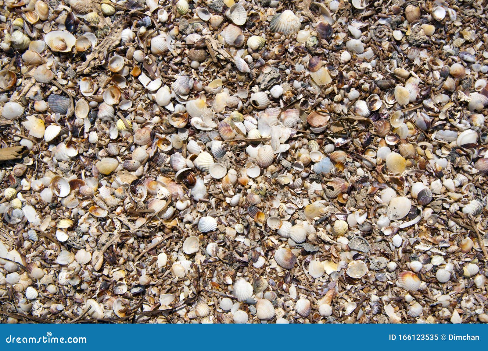 Lots of Little Shells on the Beach Stock Image - Image of natural ...