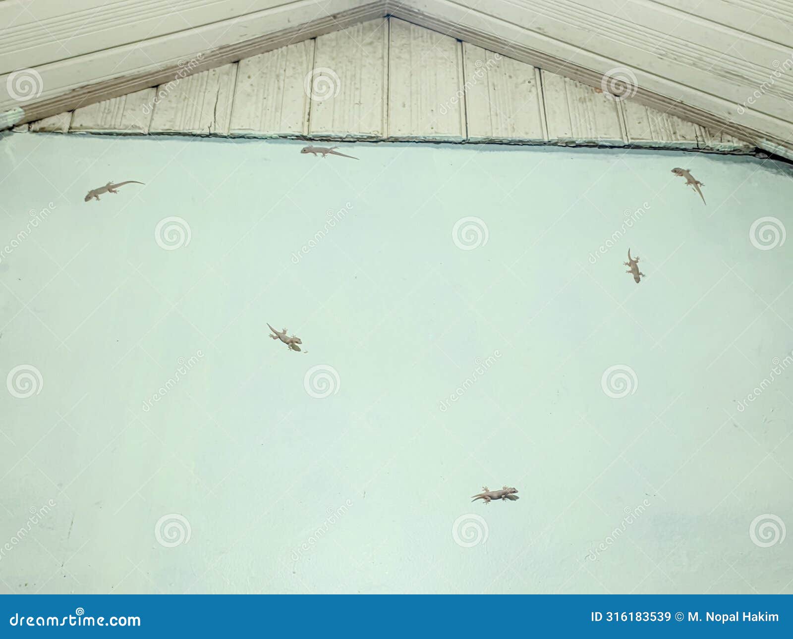 Lots of Lizards on the Walls Stock Image - Image of house, furniture ...