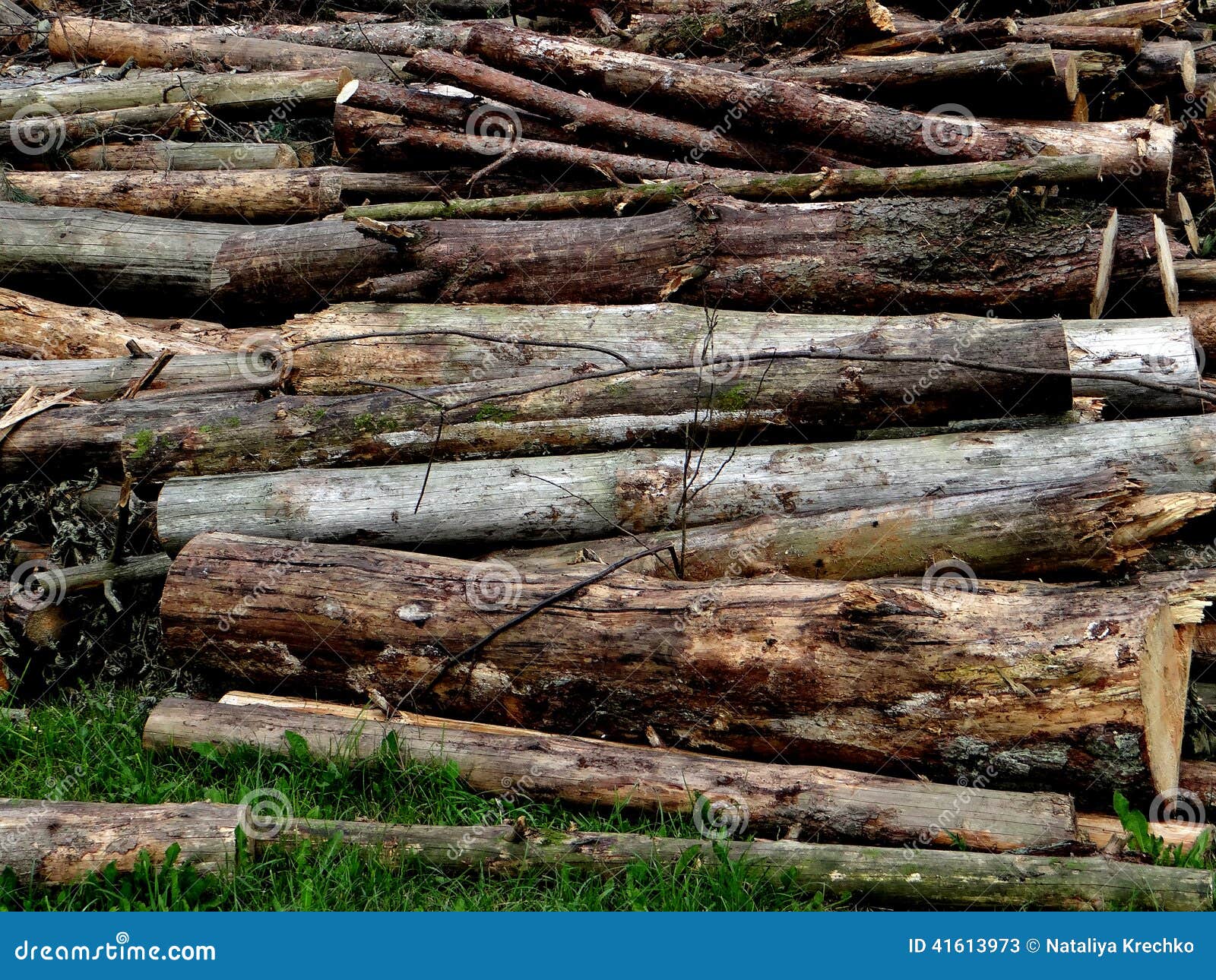 Lots of Logs Lie Timber Logging Stock Image - Image of hardwood ...