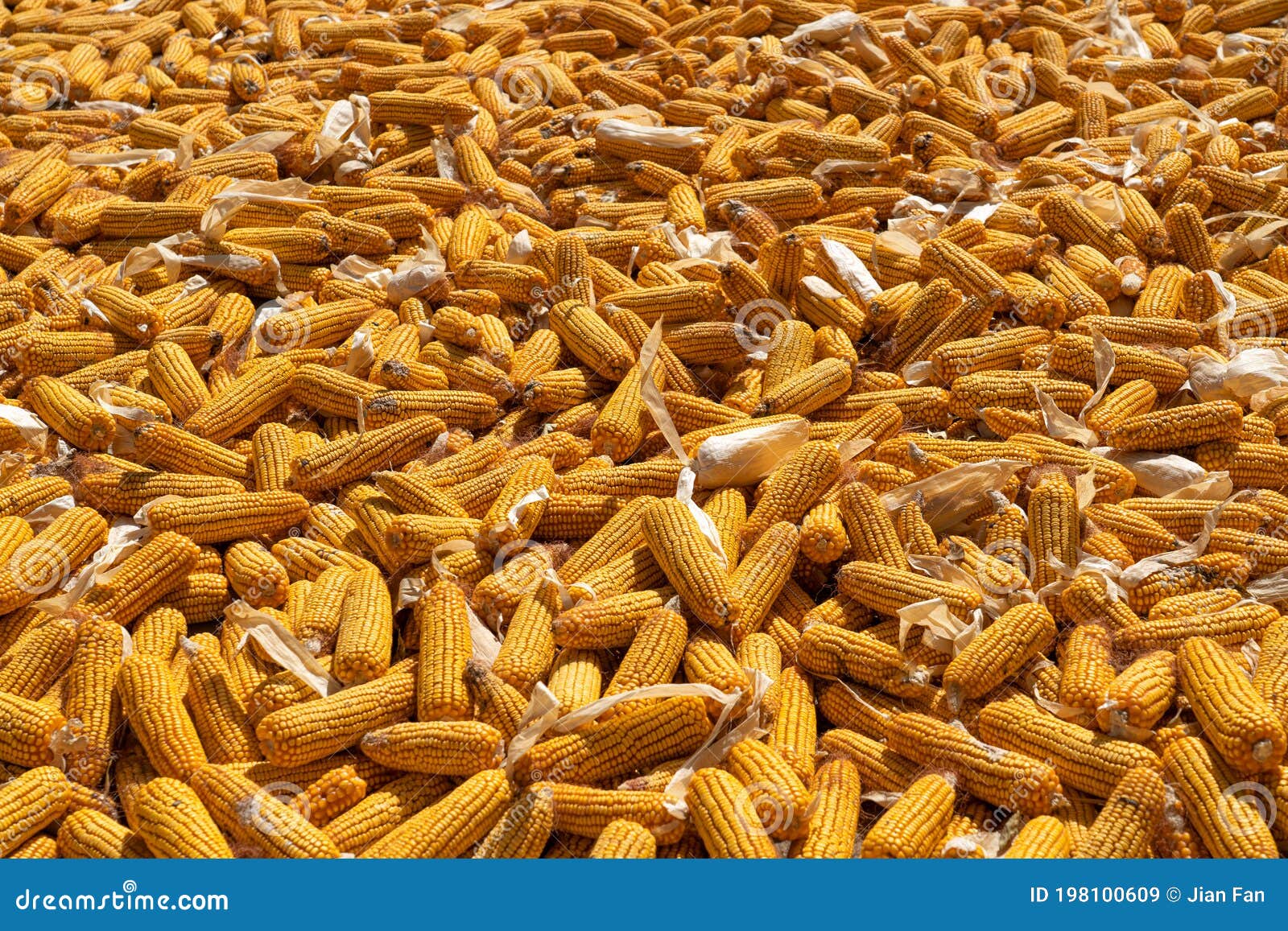 Lots of Maizes Stack Together, Harvest Scene Stock Image - Image of ...