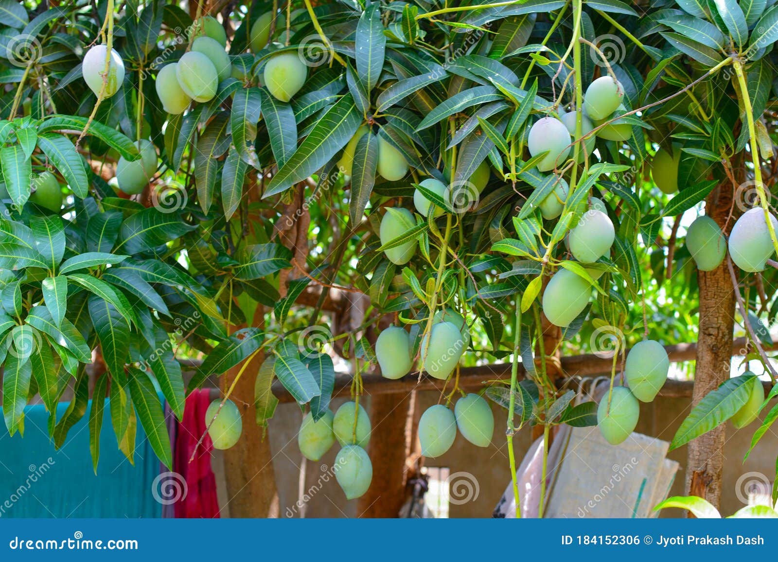 Lots of Manges in Mango Tree . Stock Photo - Image of produce, green ...