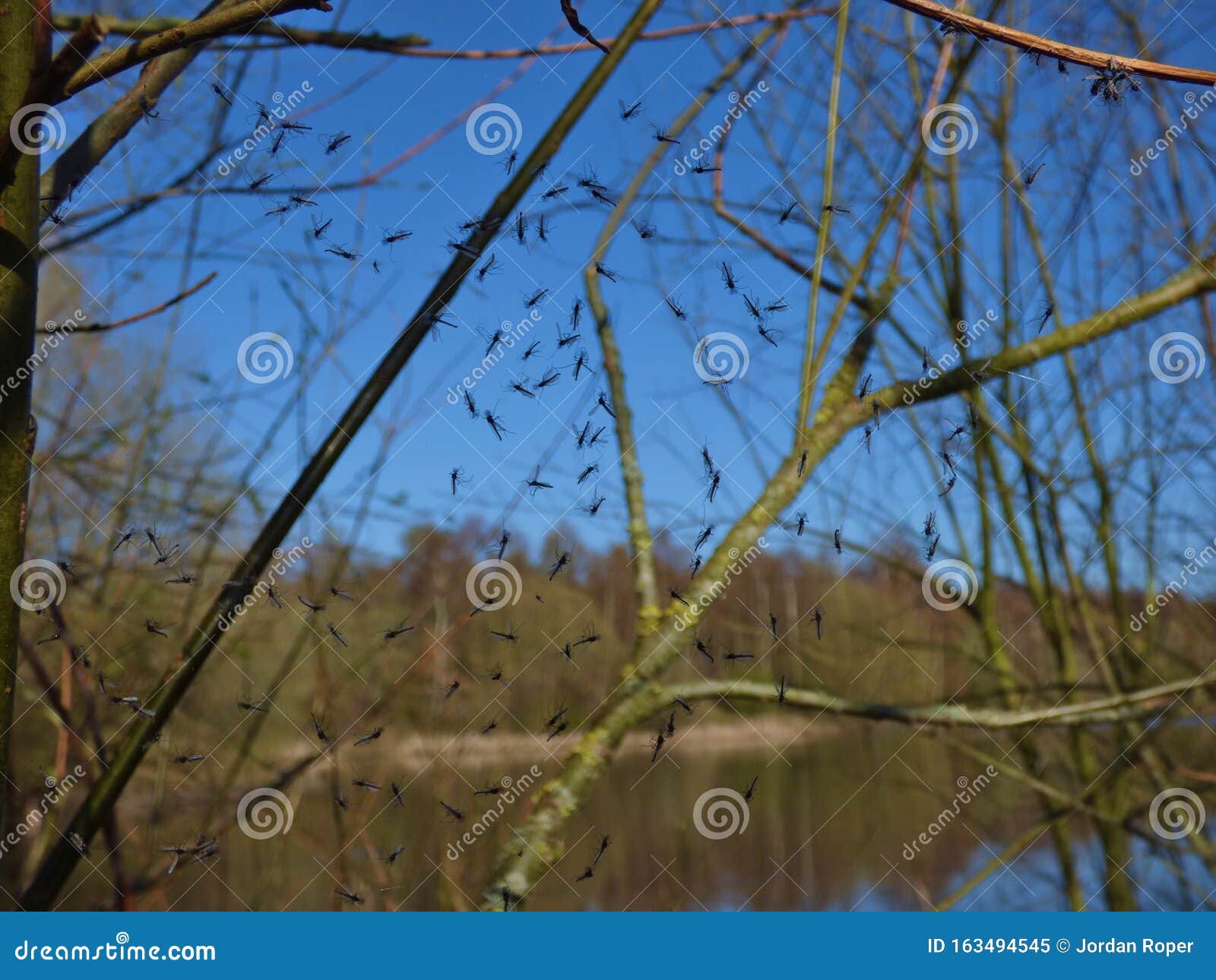 Midge on Spiders Web stock image. Image of hair, brown - 163494545