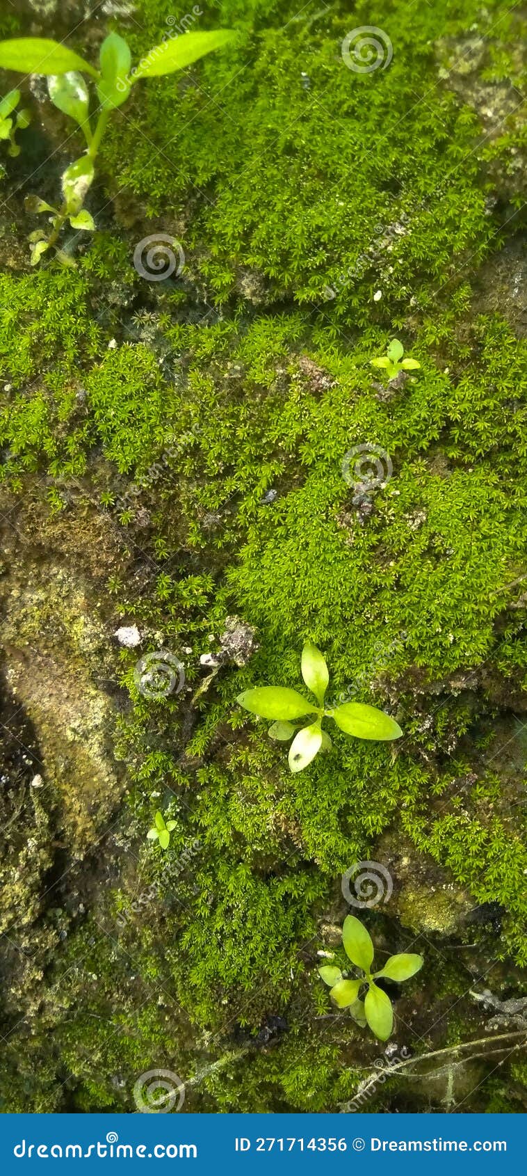 Lots of Moss Growing on the Rocks Stock Photo - Image of rocks, tree ...
