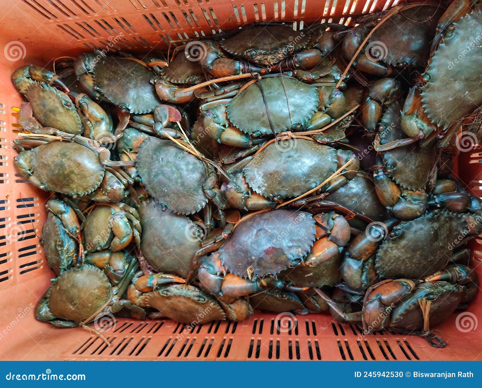 Lots of Mud Crab in Plastic Basket for Export Stock Photo - Image of ...