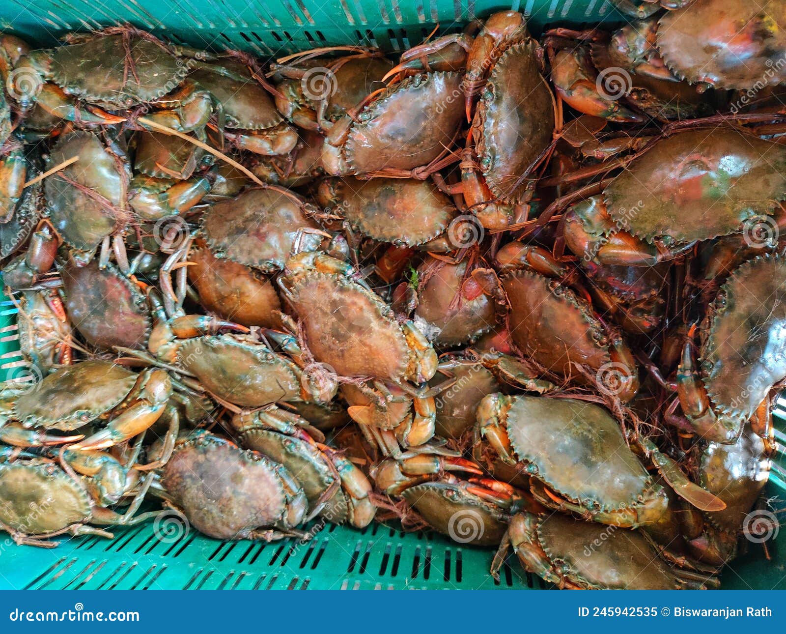 Lots of Mud Crab in Plastic Basket for Export Stock Image - Image of ...