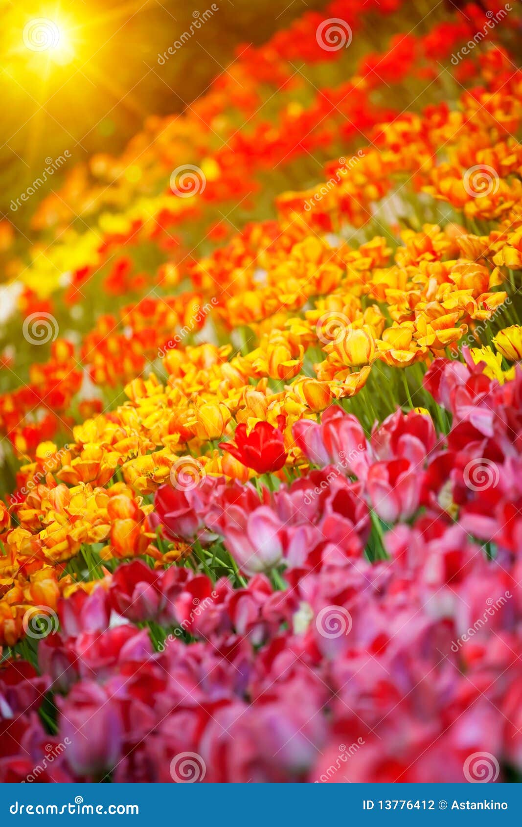 Lots of multicolor tulips stock photo. Image of garden - 13776412