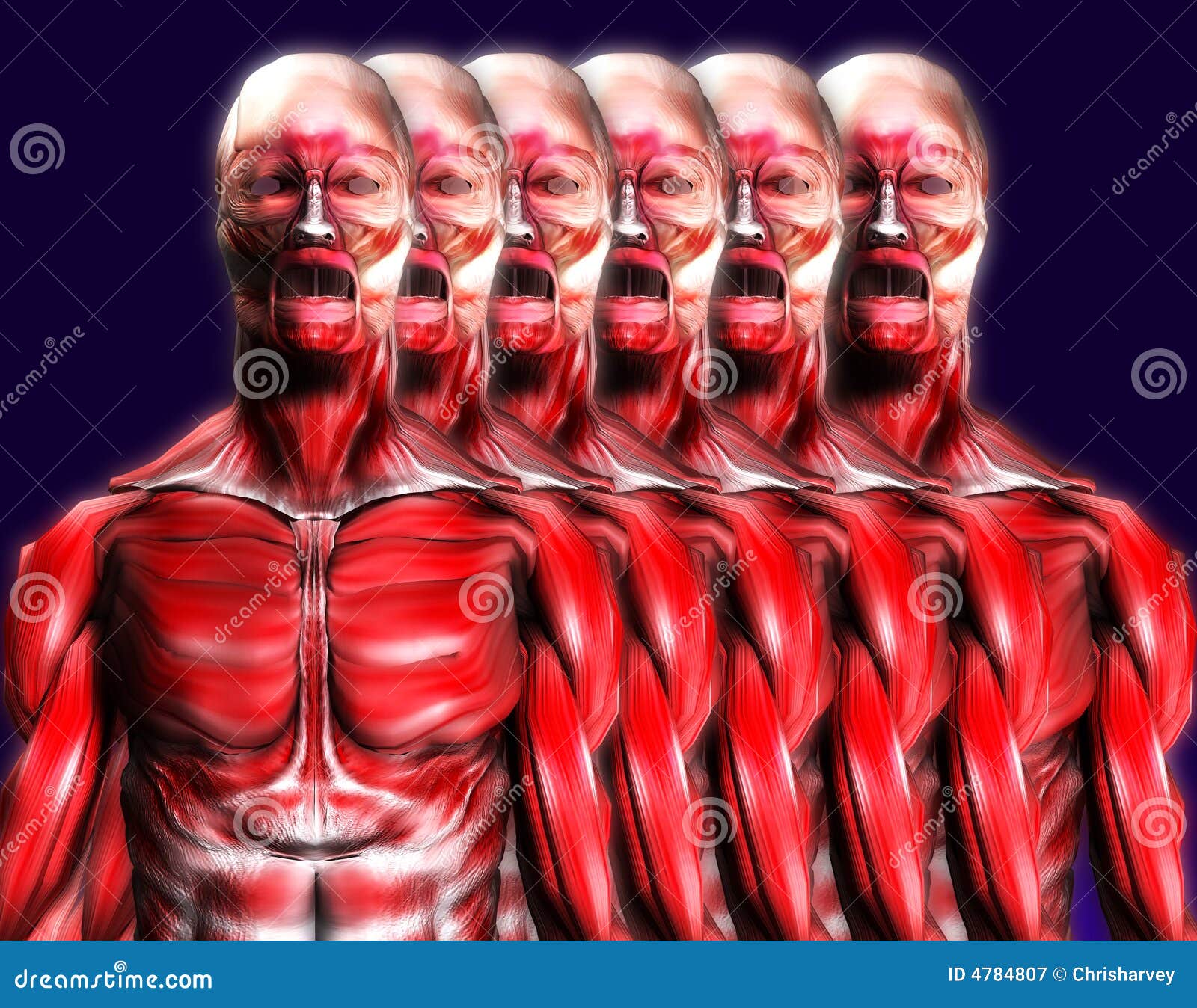 Lots Of Muscles Picture. Image: 4784807