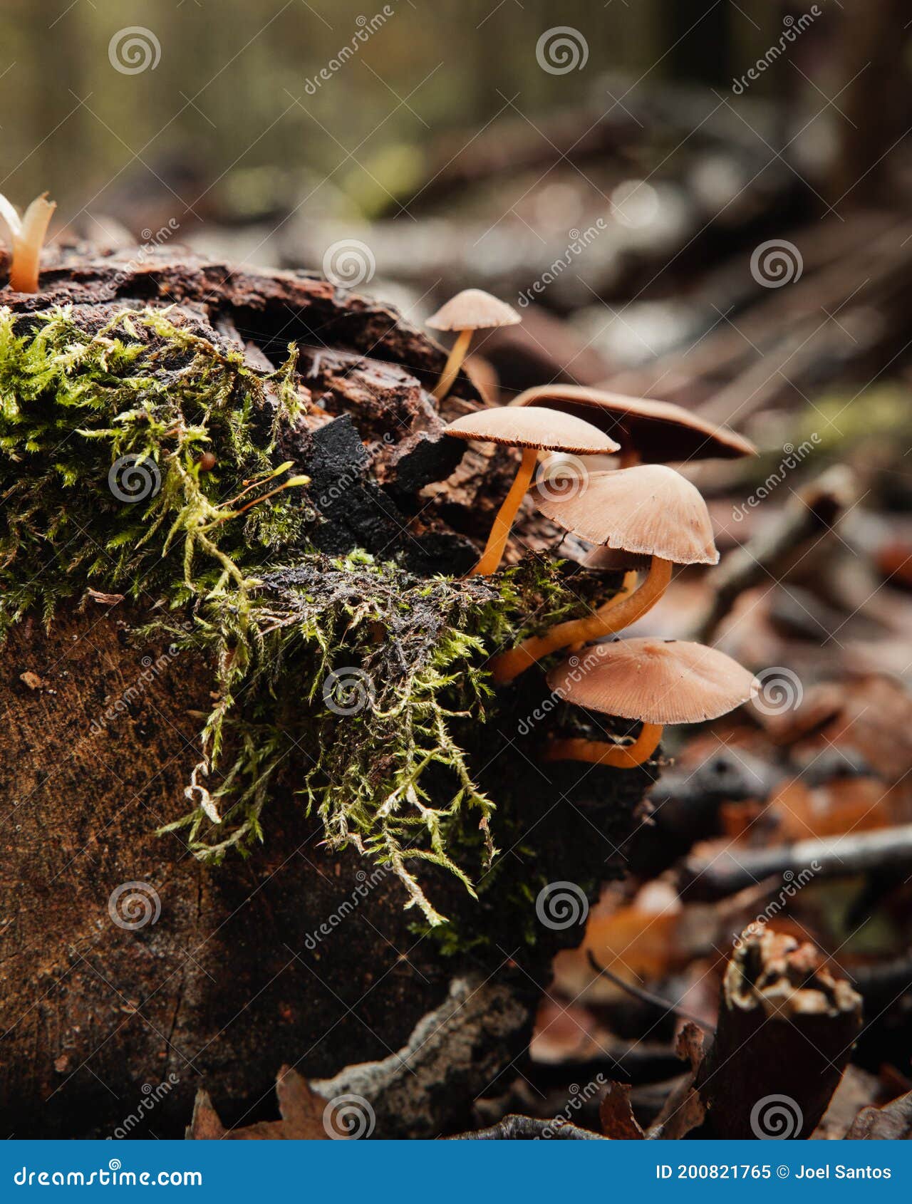 Lots of Mushrooms and Moss Growing on Dead Tree Stock Image - Image of ...