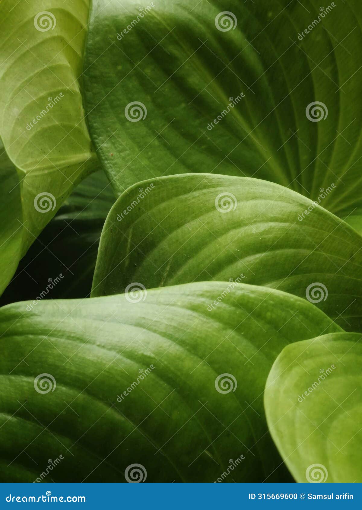 Lots of Neat Leaves with Smooth Lines are Good for the Stock Photo ...
