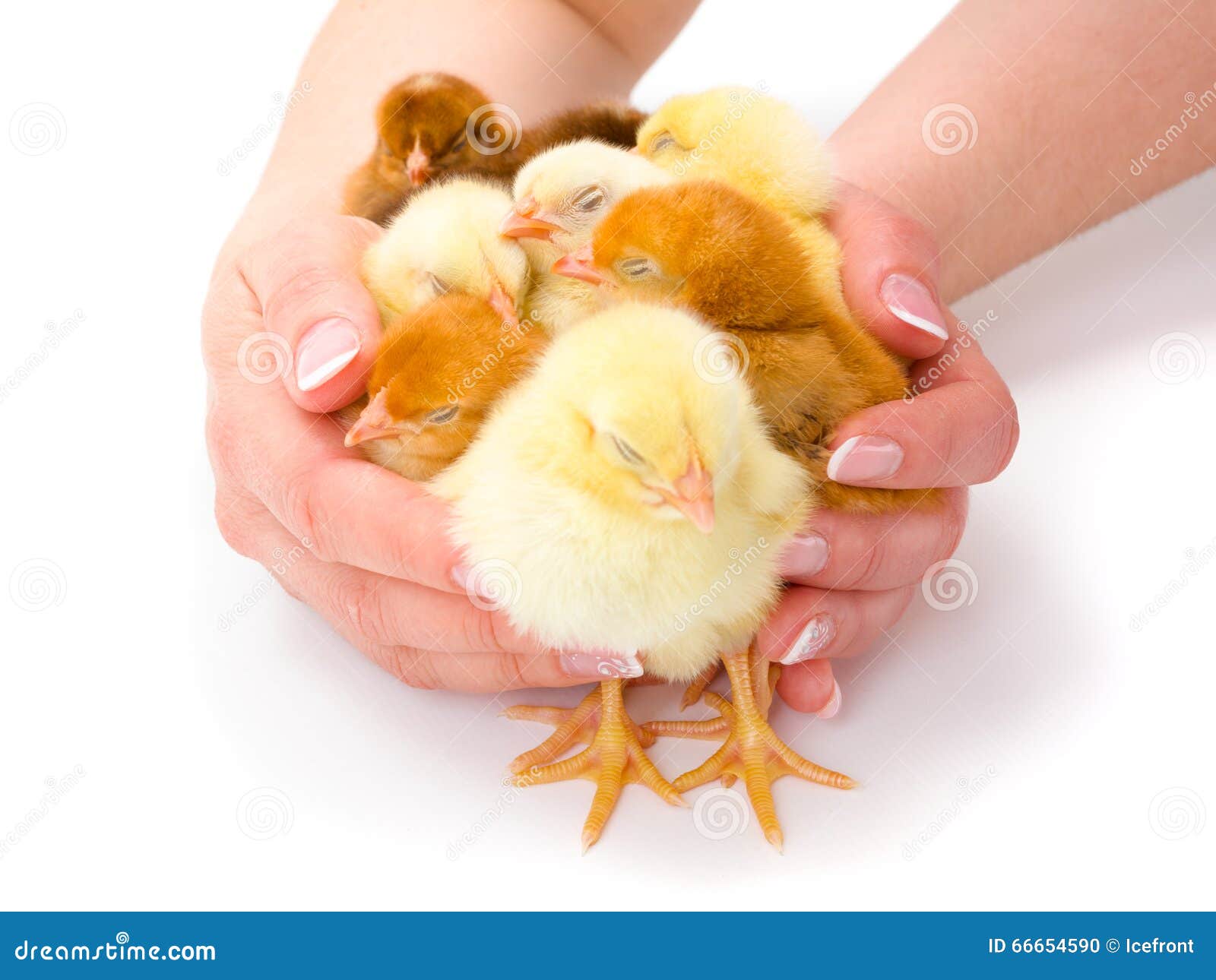 Lots of Newborn Chickens Being Protected by Human Hands Stock Photo ...