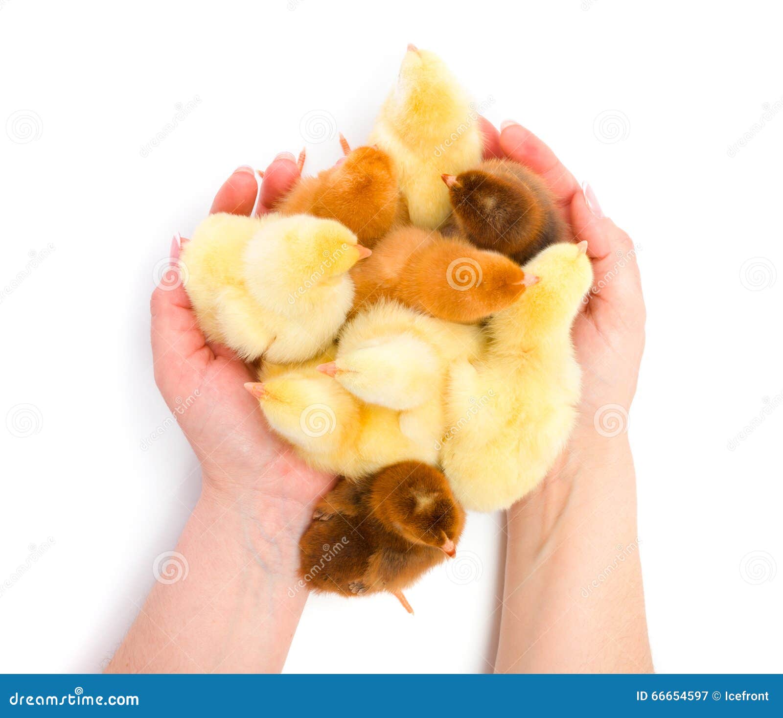 Newborn Chickens And A Mother Chicken Peck At The Food On Hen House In ...