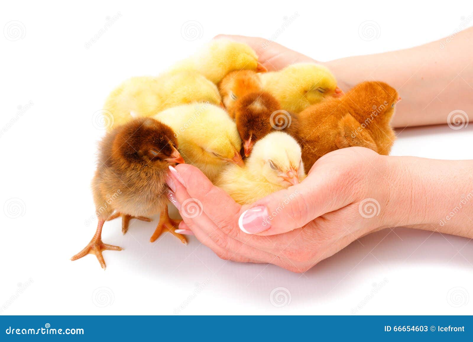 Lots of Newborn Chickens Being Protected by Human Hands Stock Image ...