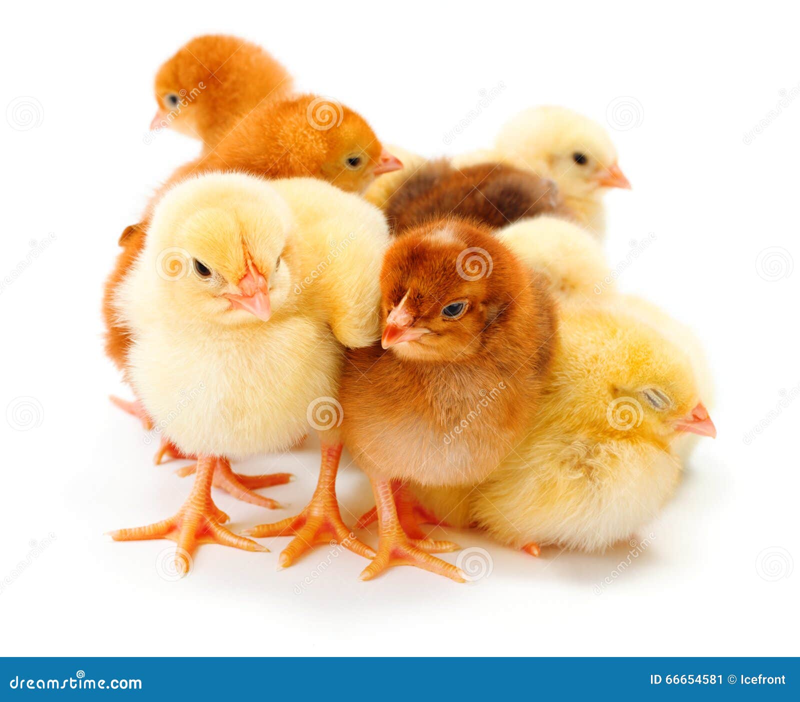 Lots of Newborn Chickens Standing Together Stock Image - Image of ...
