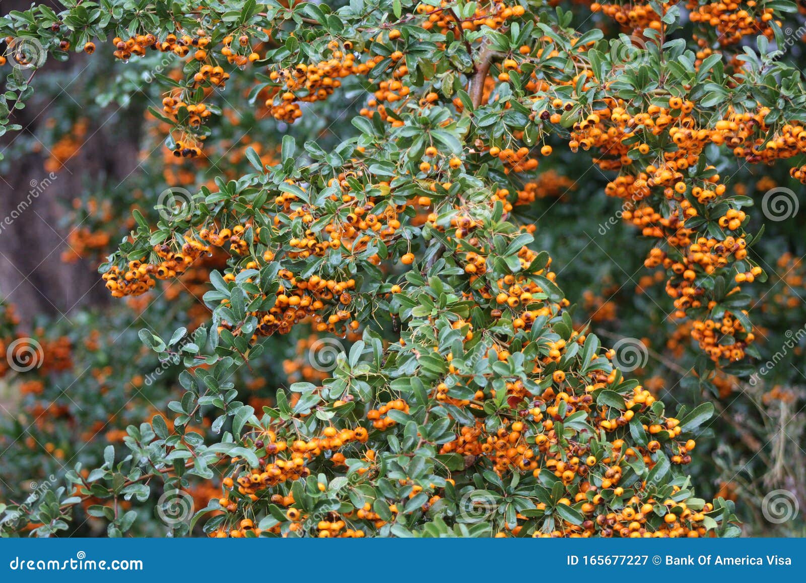 Lots of orange berries stock image. Image of berries - 165677227