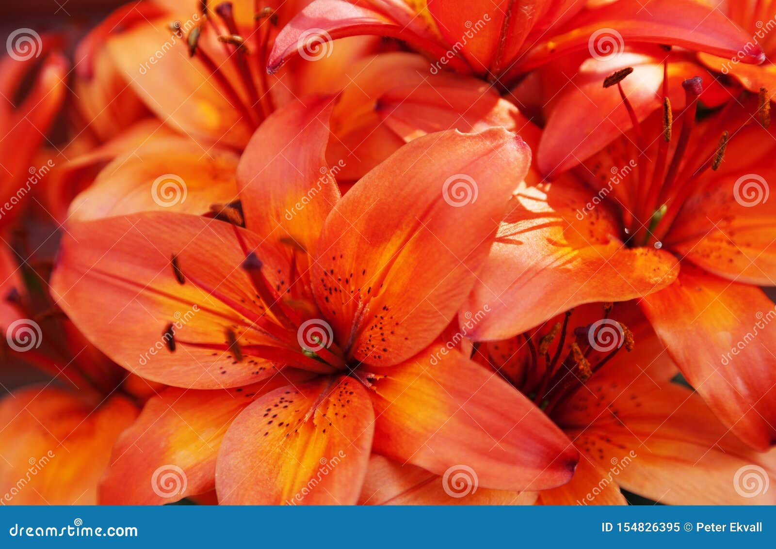 Lots of Orange-red Flowers in a Bundle Stock Image - Image of closeup ...