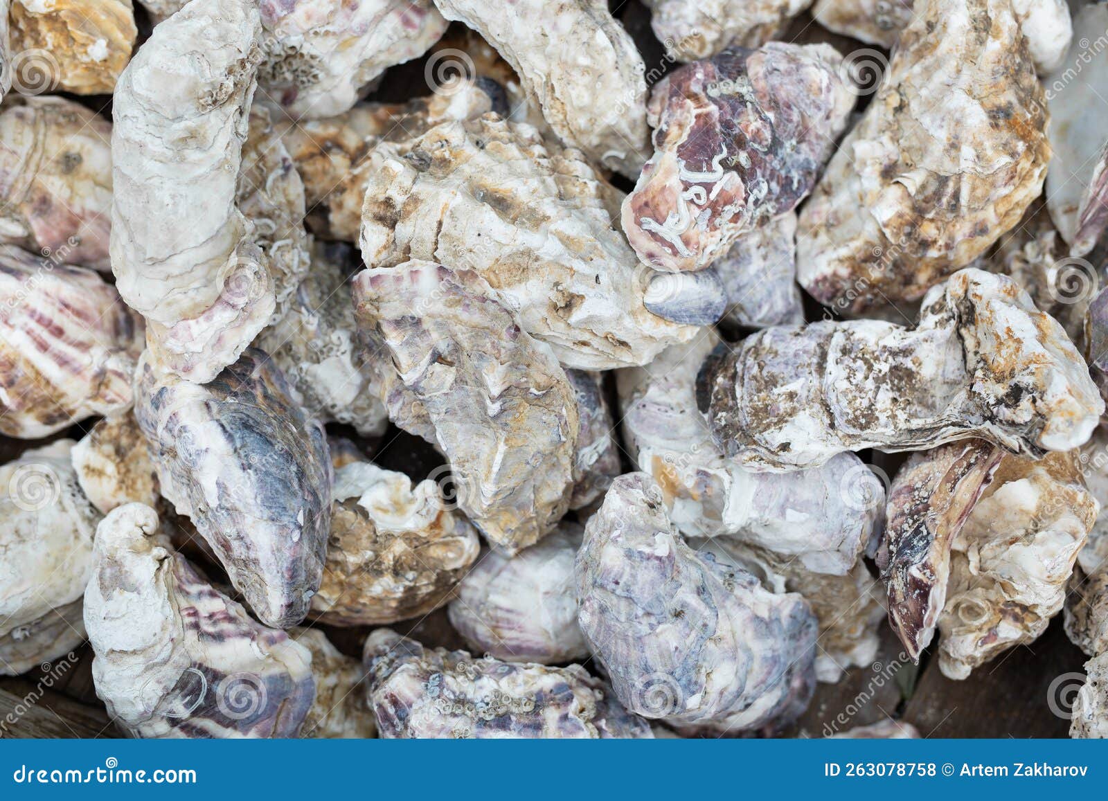 A Lots of of Oyster Shell Texture Stock Photo - Image of nature ...