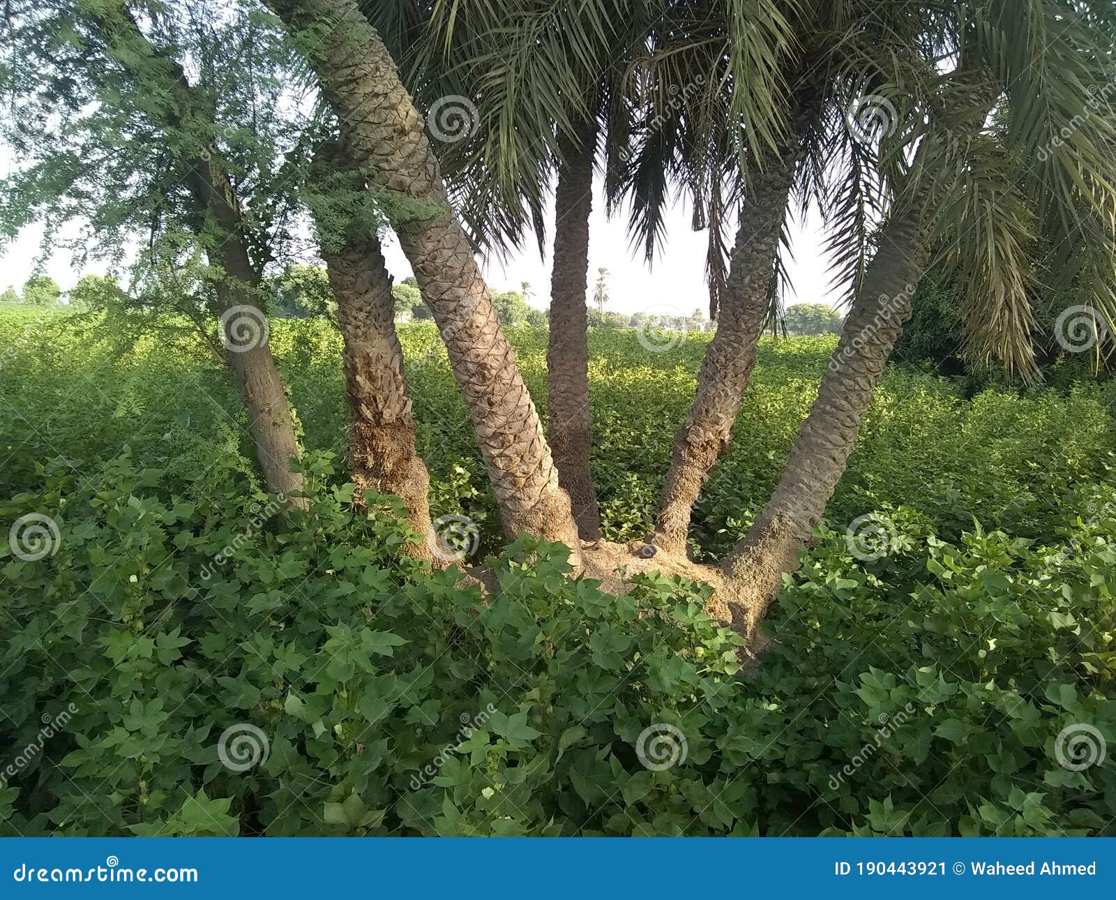 Lots of palm trees stock image. Image of tropics, woodland - 190443921