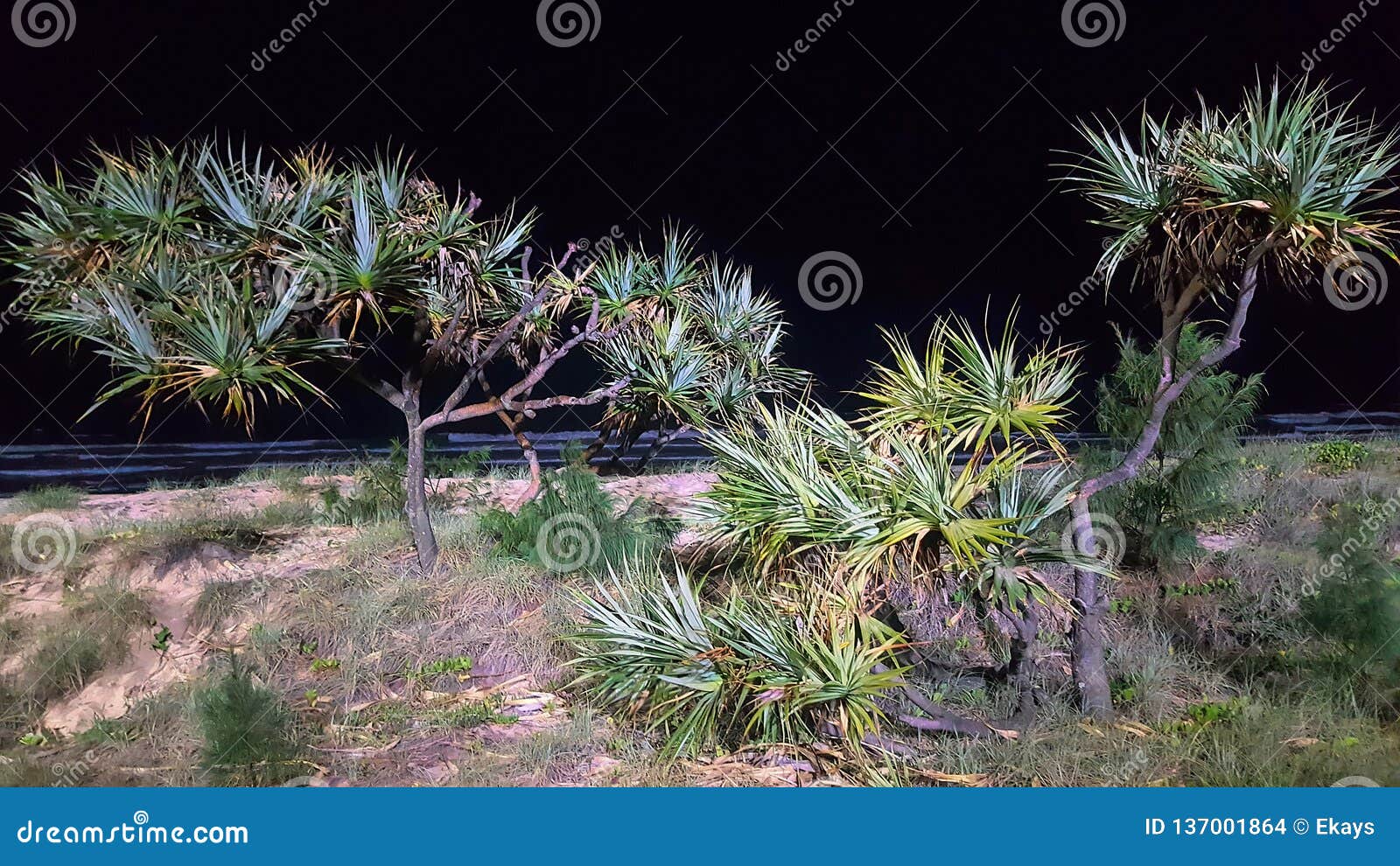 Lots of Pandanus Trees on the Foreshore Stock Photo - Image of ...