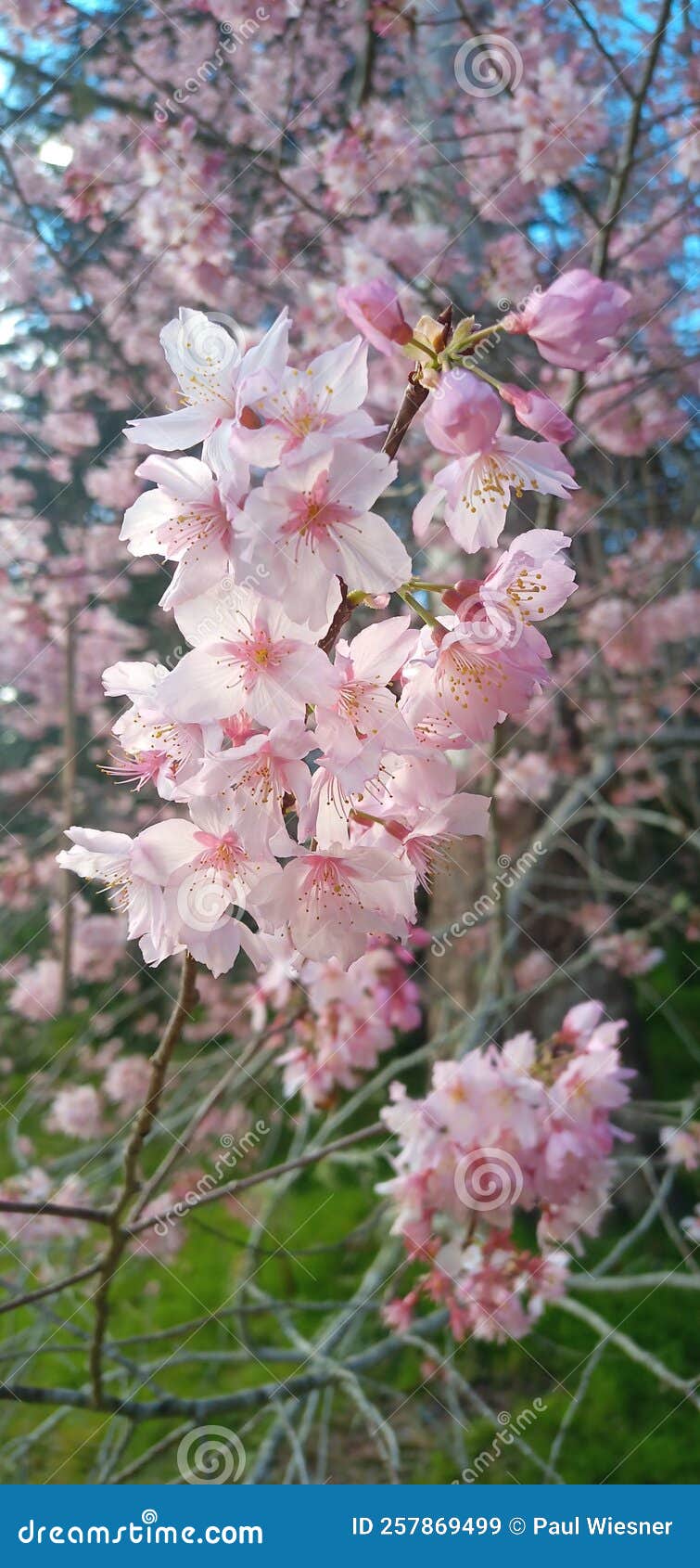 Lots of Pink Flowers on Trees in Spring Stock Image - Image of lots ...