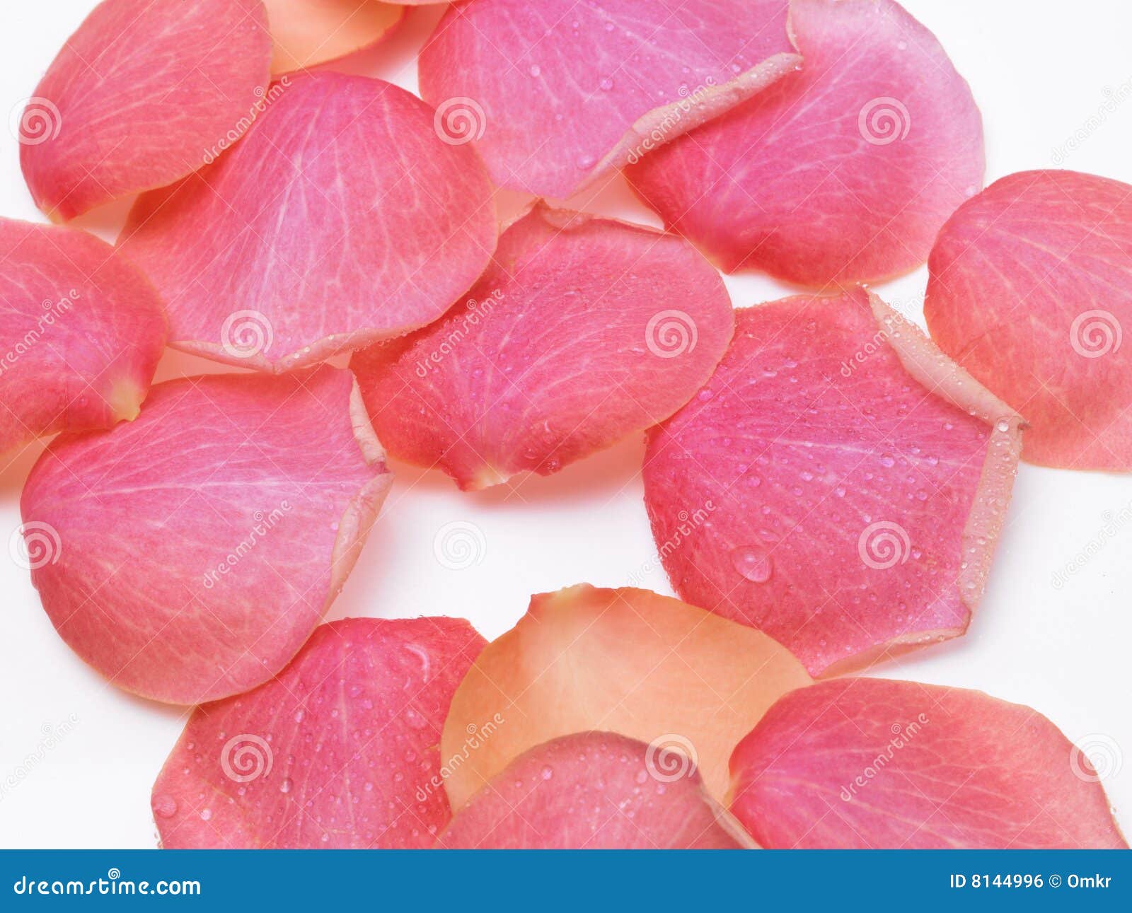 Lots of pink rose petals stock photo. Image of invitation - 8144996