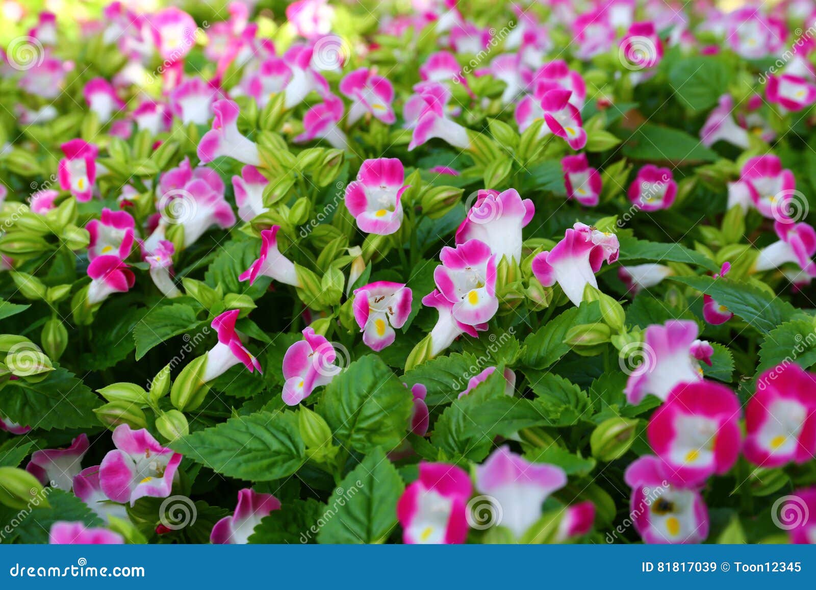 Lots of pink Violas stock image. Image of prennial, garden - 81817039