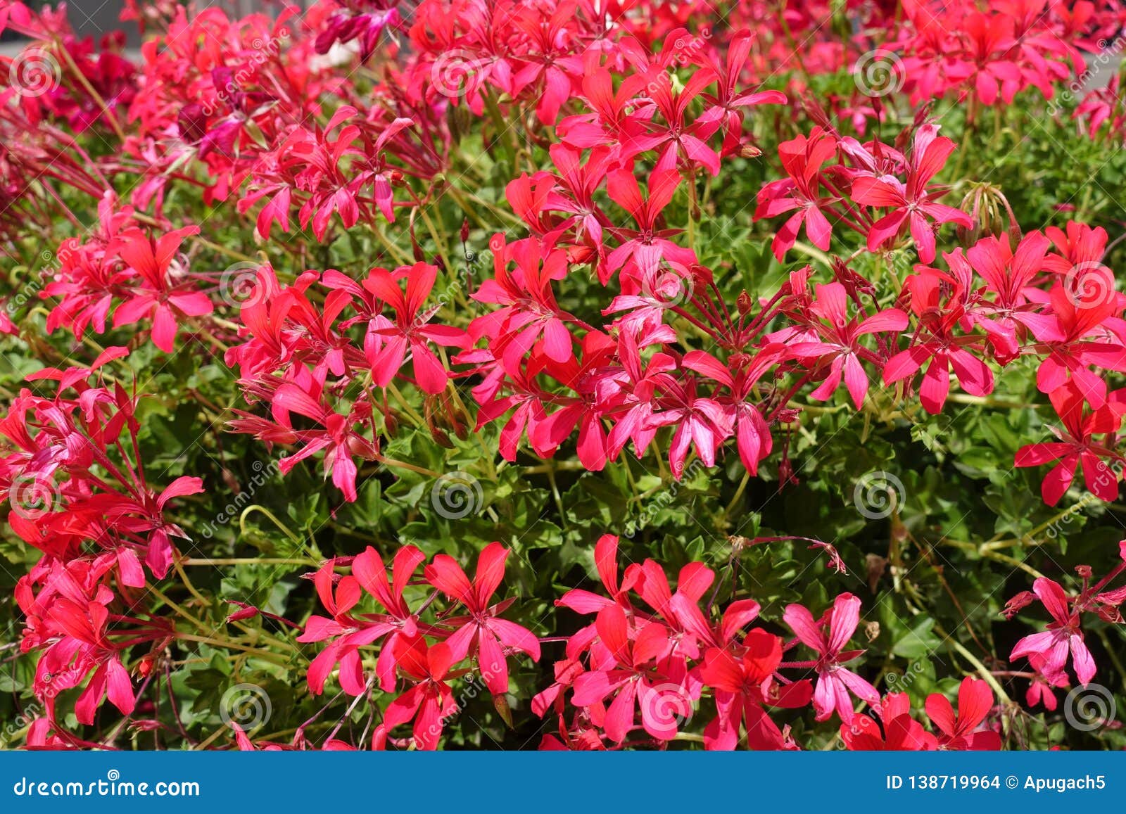 Lots of Pinkish Red Flowers of Ivy-leaved Geranium Stock Photo - Image ...