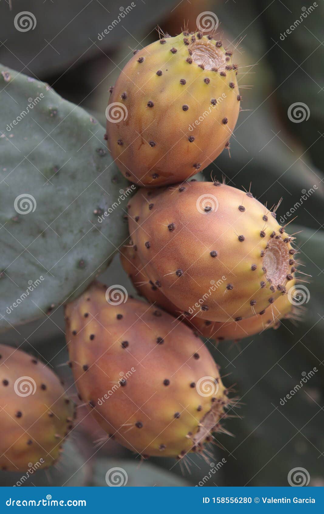 Lots of Prickly Pears in a Prickly Pear Stock Photo - Image of higos ...