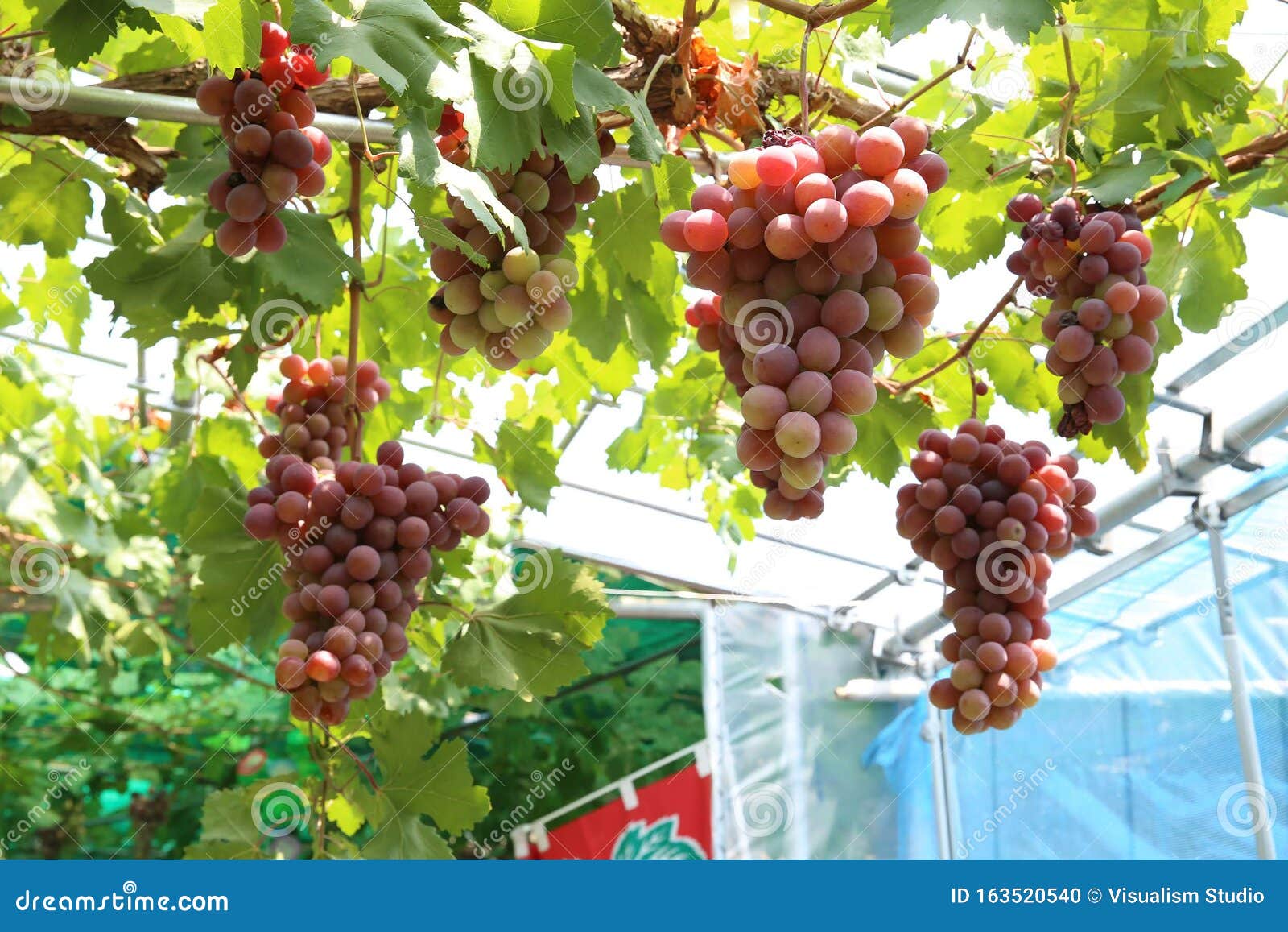 Lots of Purple Grapes Grow Hanging on Trees Stock Photo - Image of ...